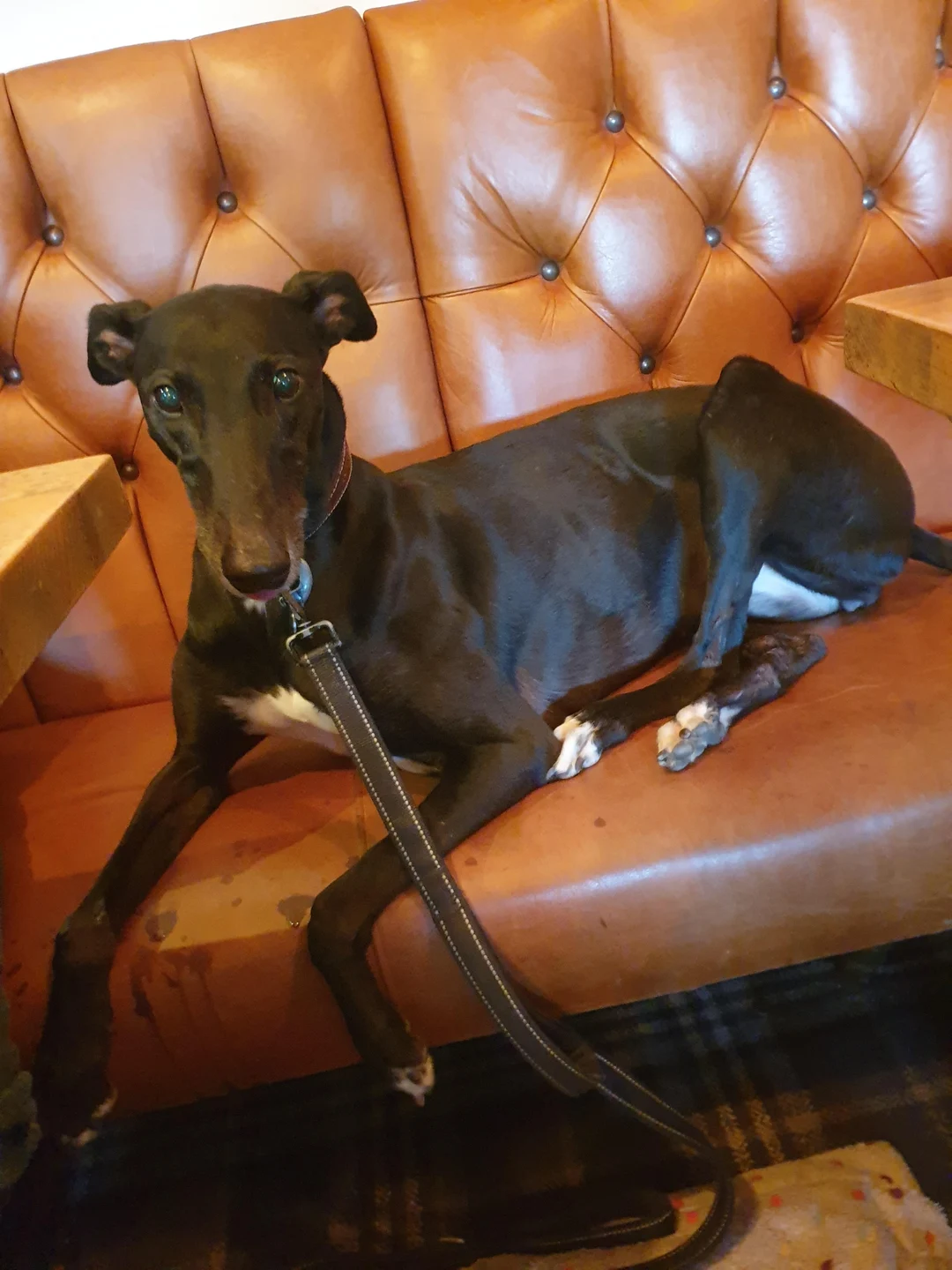 I'm just trying to blend in | Scrolller