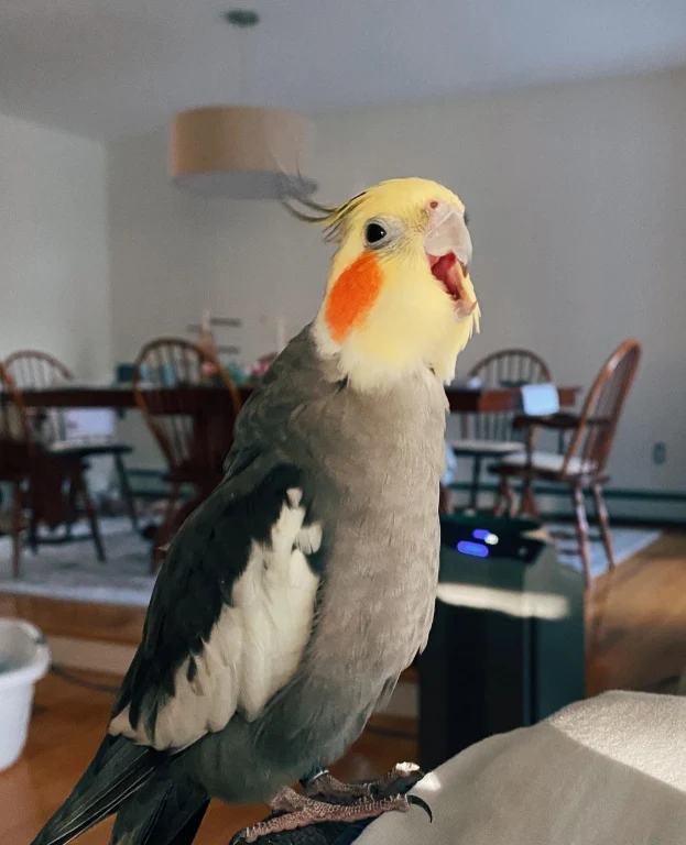 Meet Soprano with his perfect cheeks | Scrolller