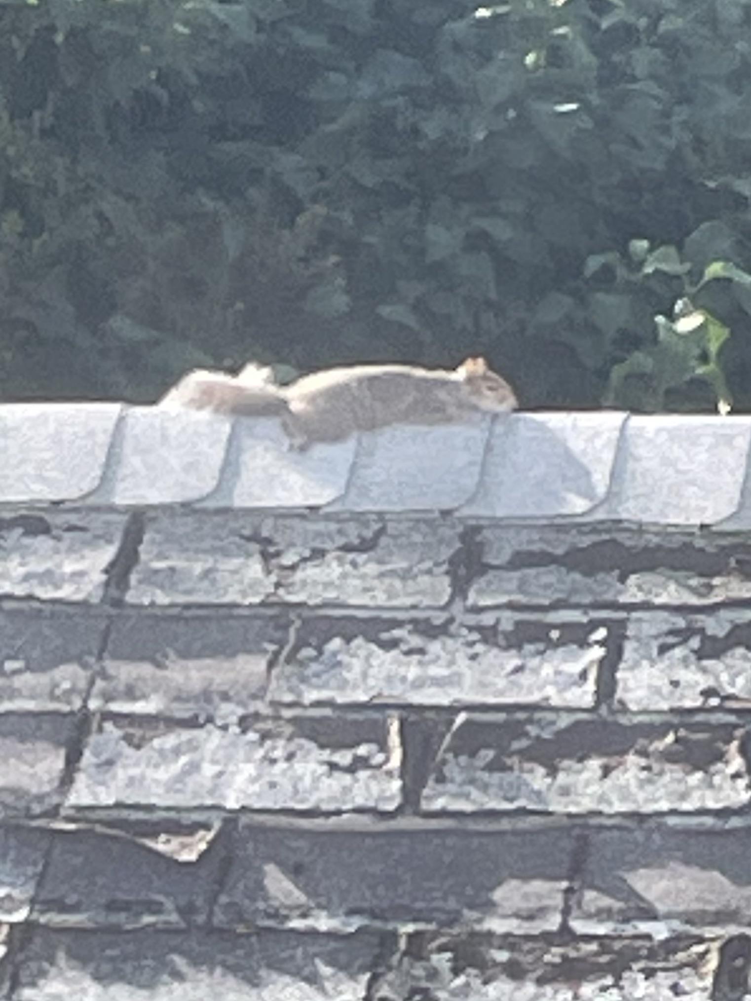 Summer Sploot | Scrolller