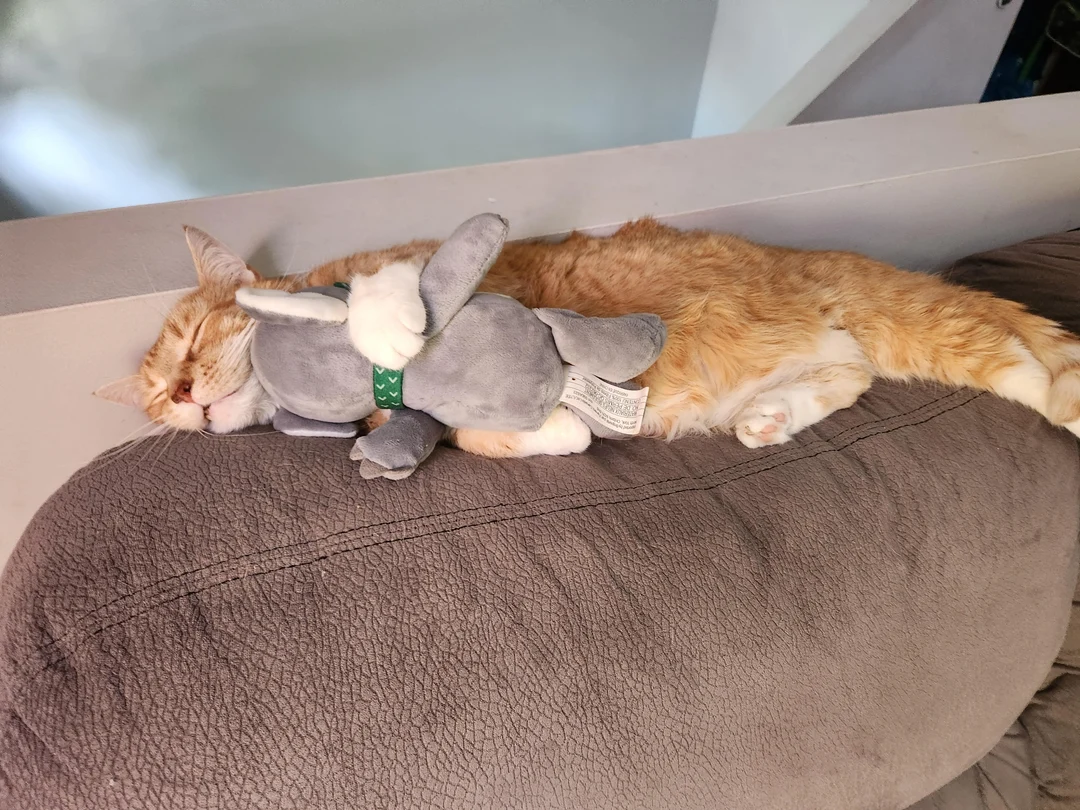 Cuddly cat | Scrolller