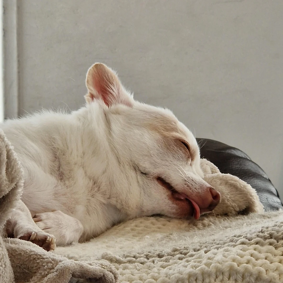 Sleeping Derpy | Scrolller