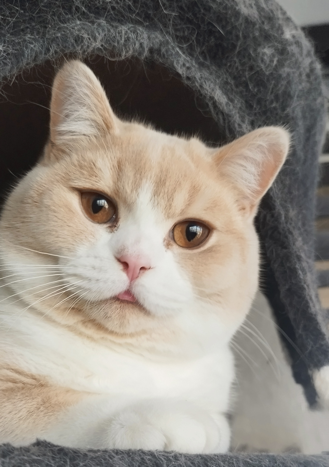 Blep and a round face | Scrolller