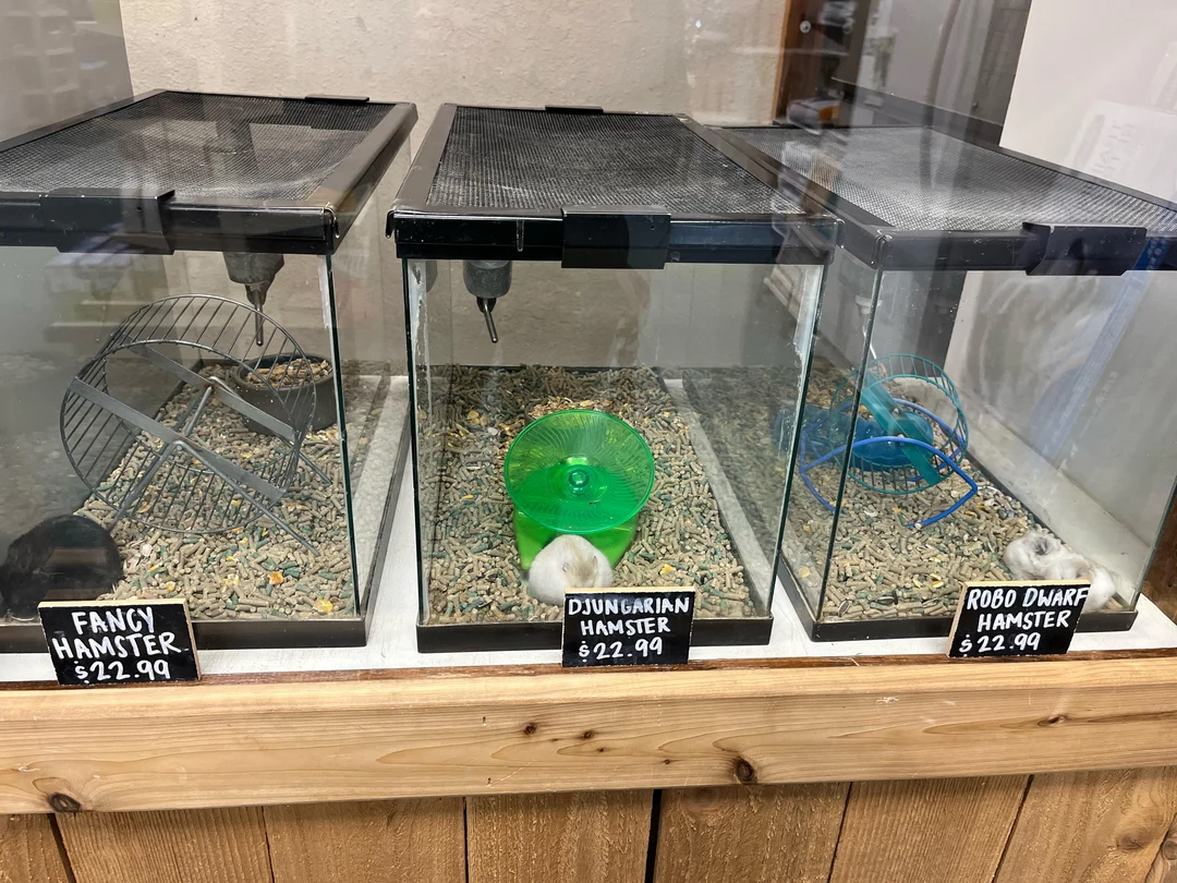 Hamster Enclosures in my LPS | Scrolller