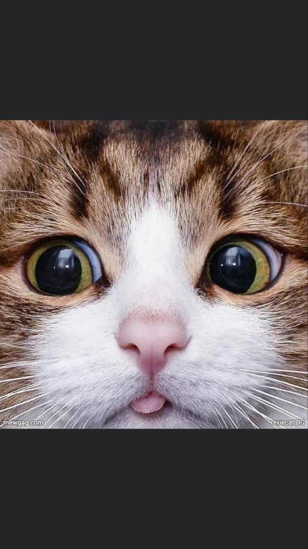super close blep, cute blep 😳 | Scrolller