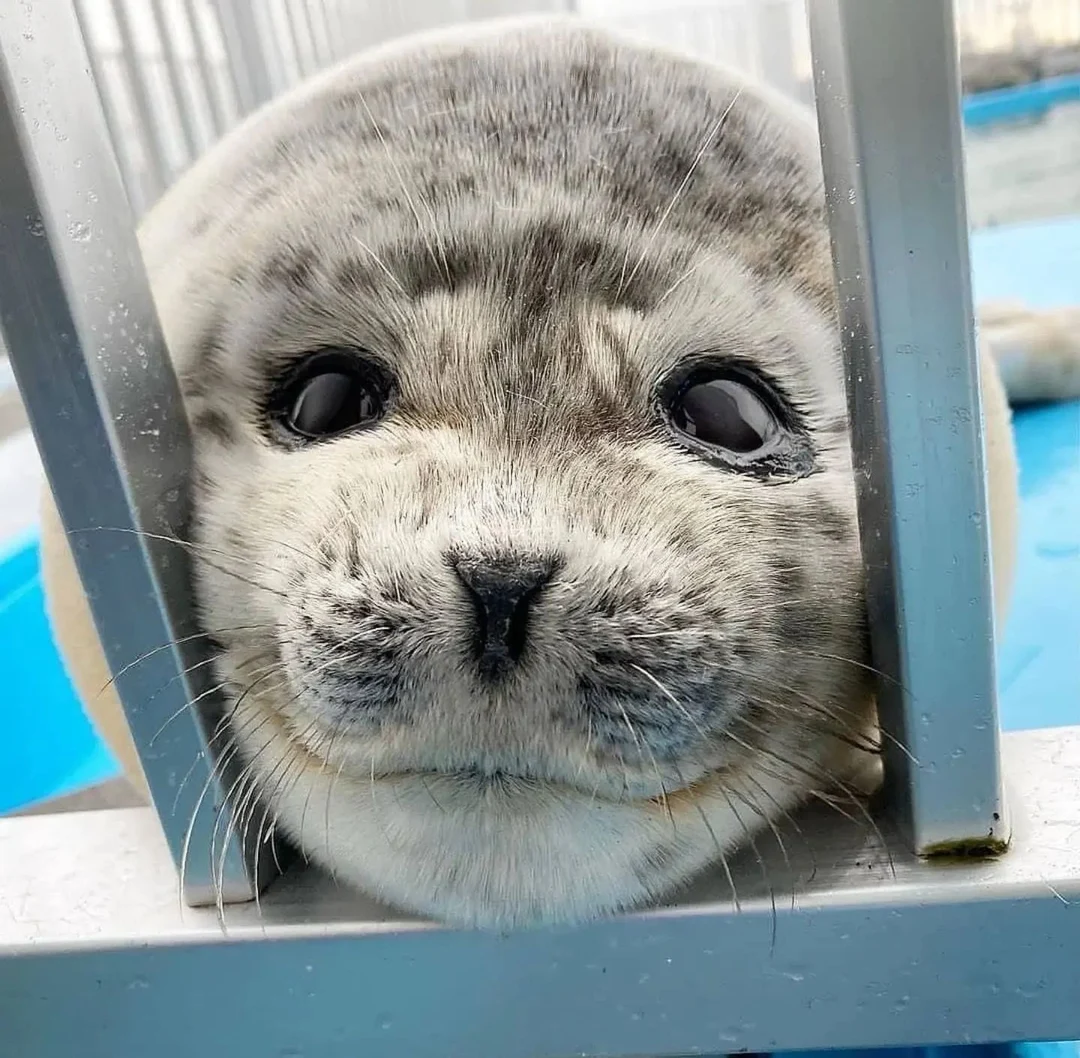 smiling seal | Scrolller