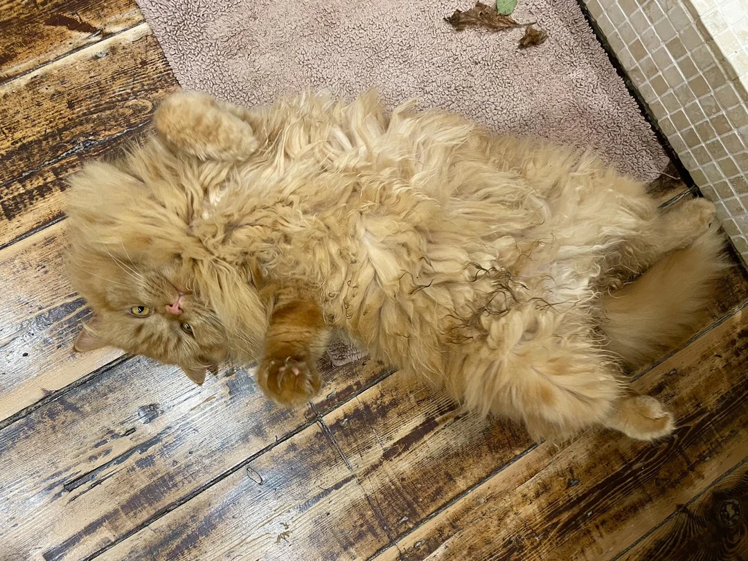 Floof with leaf collection | Scrolller