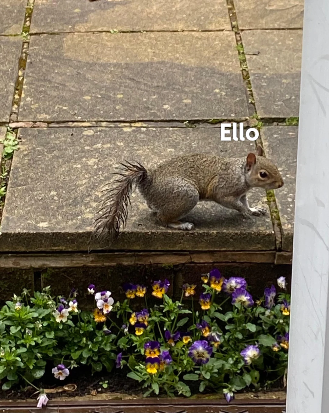 It’s Floppy the floppy tailed squirrelllllll | Scrolller