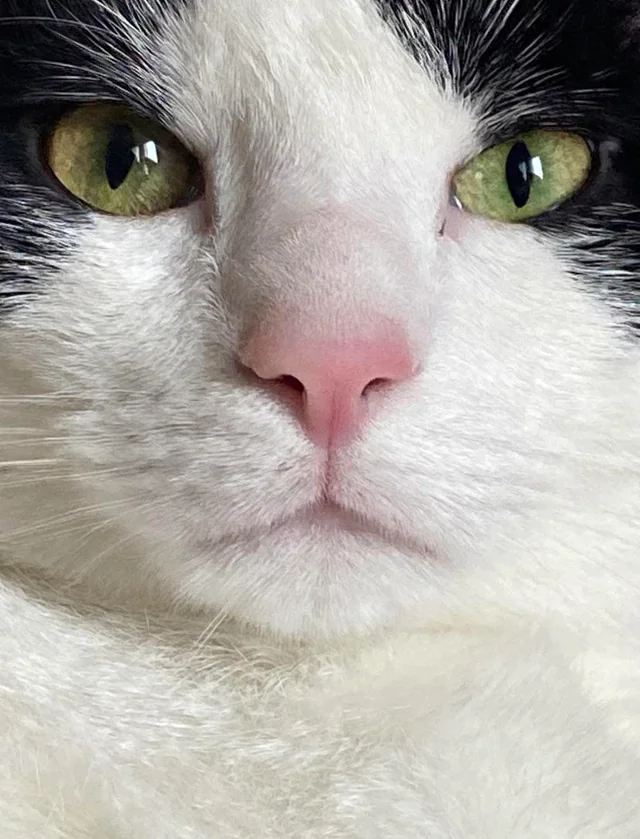 My little Lucky got arrested for 3 counts of getting on the counter. This is his mugshot ...