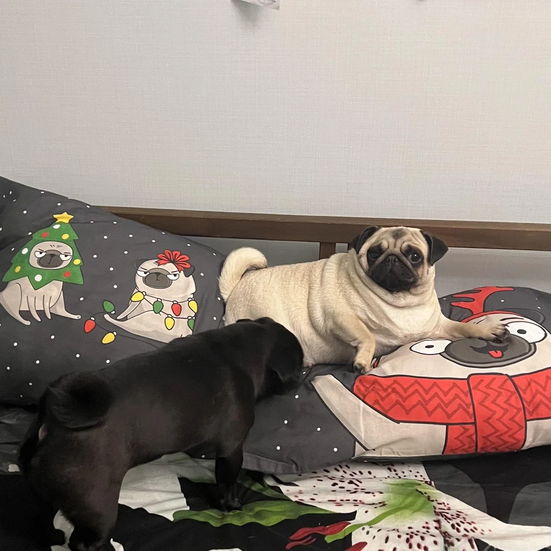 so many pugs | Scrolller