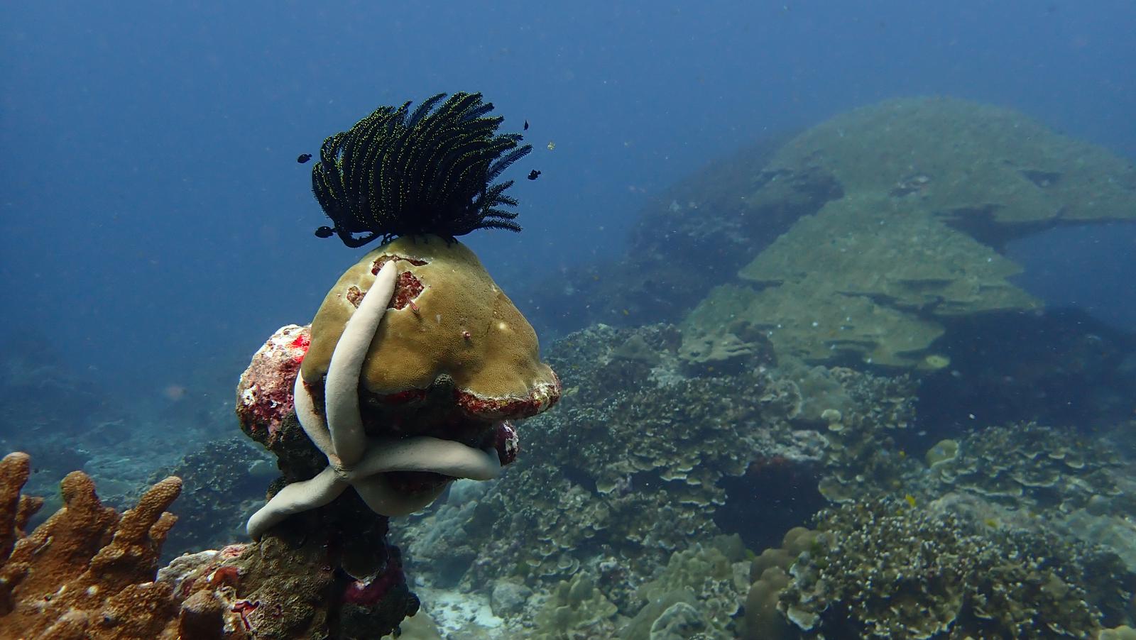 Windswept | Scrolller