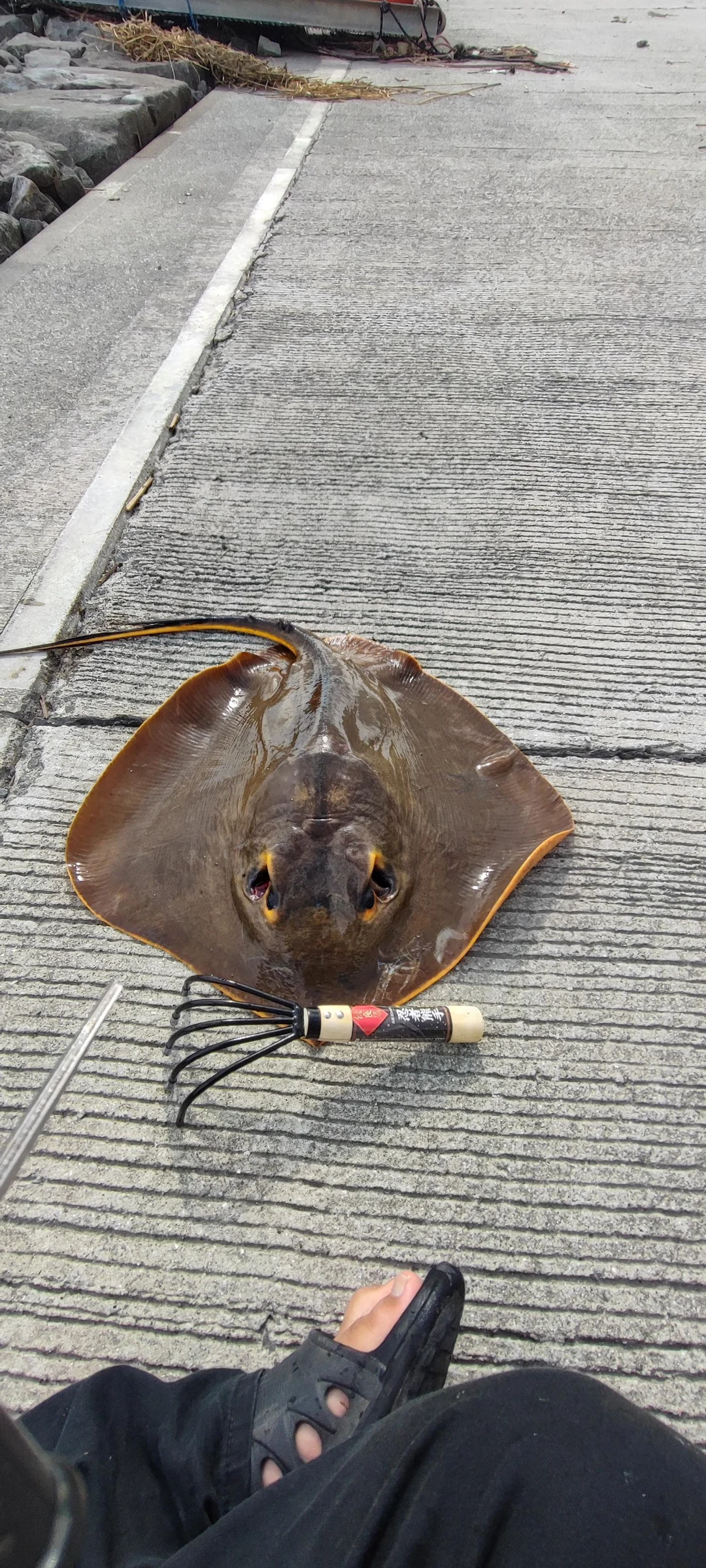 Red stingray | Scrolller