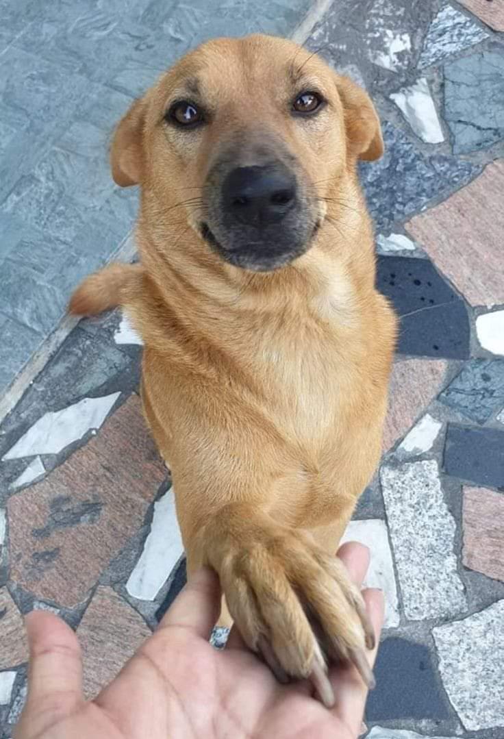 Local breed doggo | Scrolller