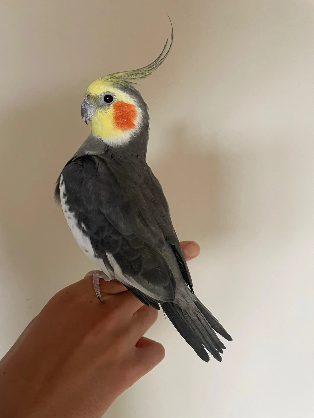 update on my buttless chicken | Scrolller