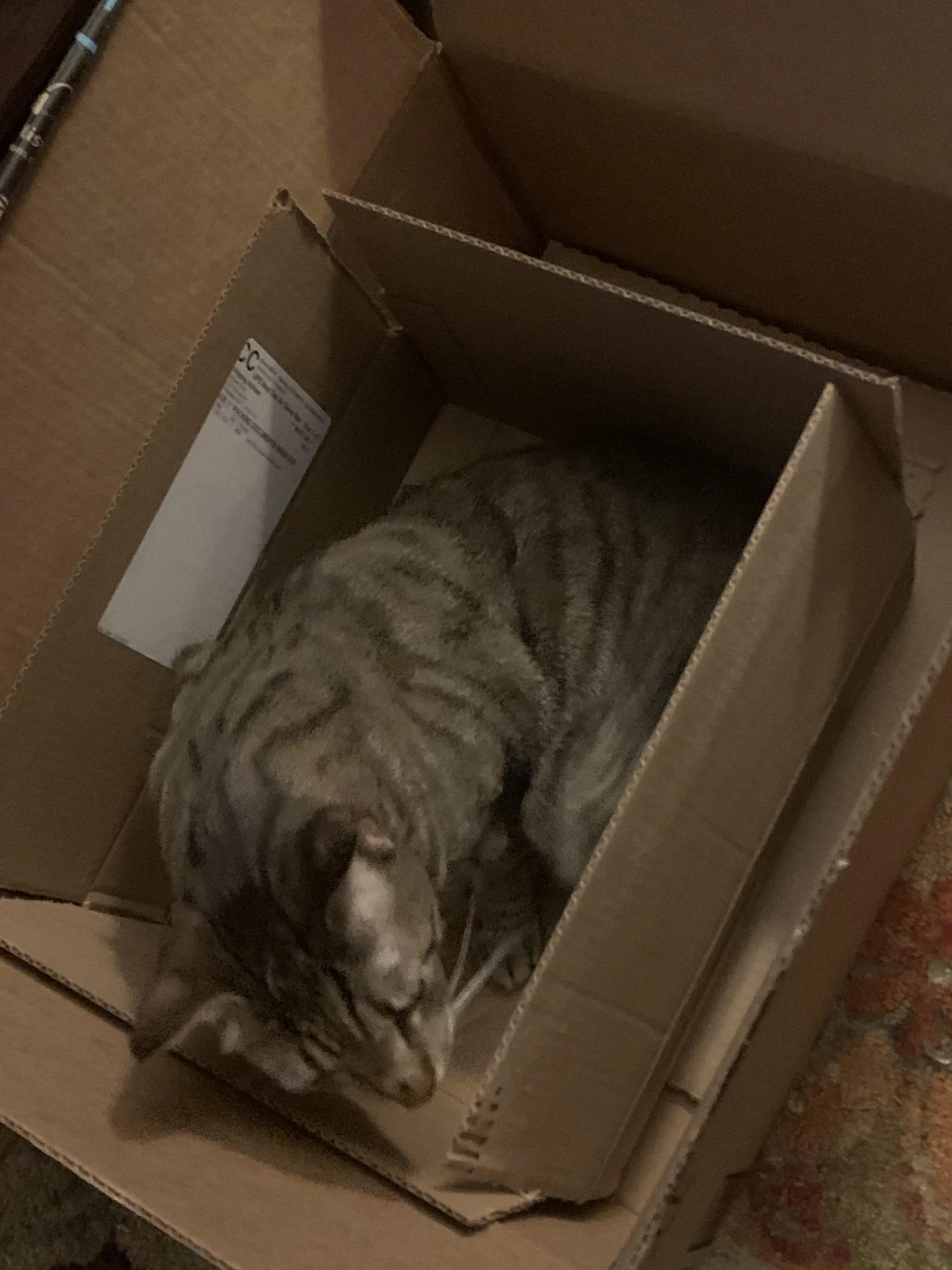 Double cat trap | Scrolller