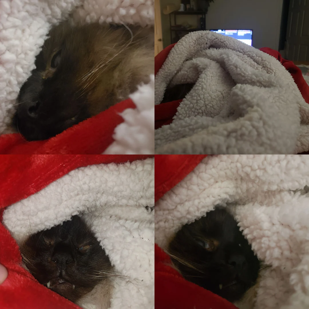 I made him into a purrito | Scrolller