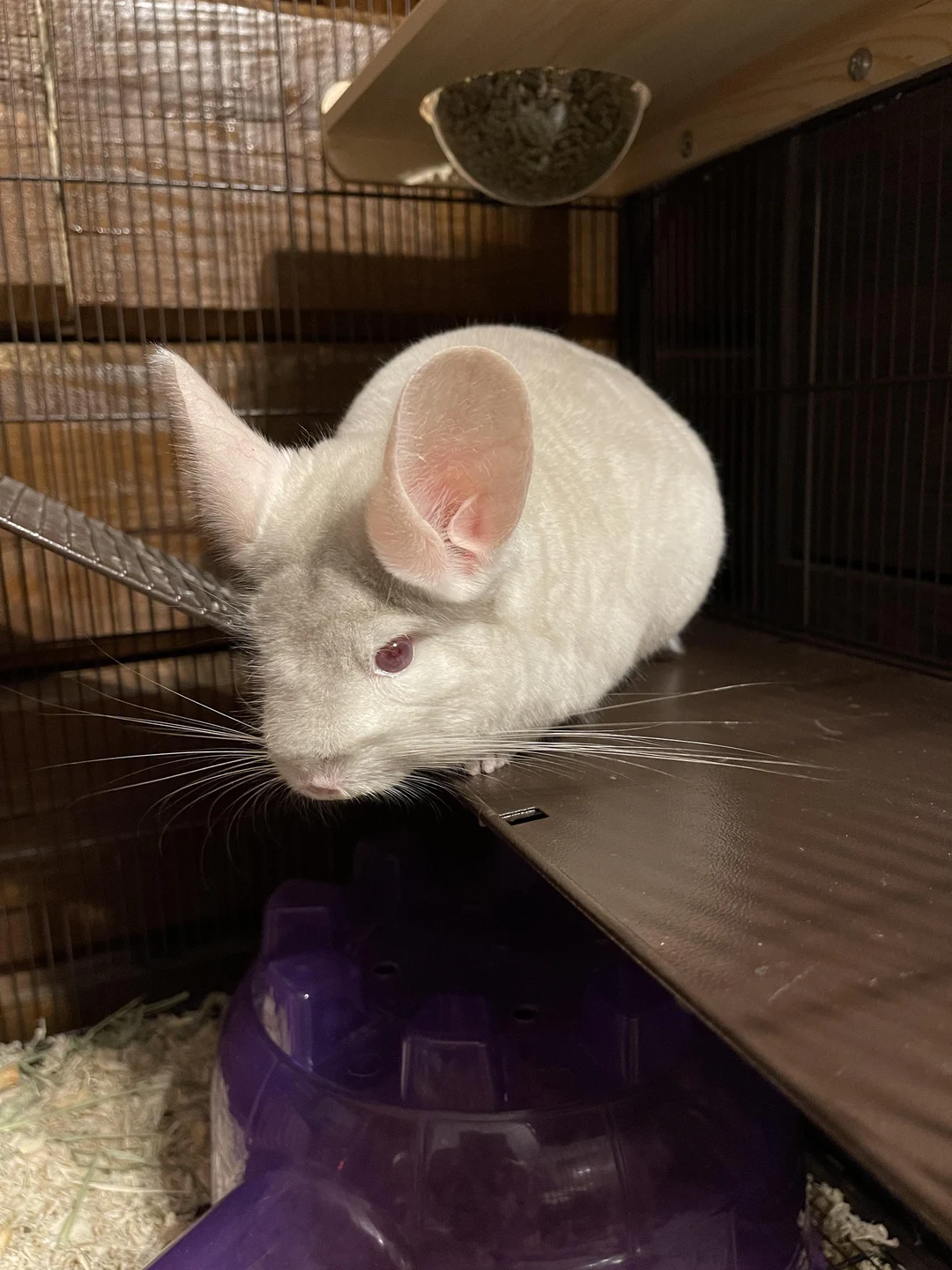 My new rescue Savannah! She’s so gorgeous!! | Scrolller