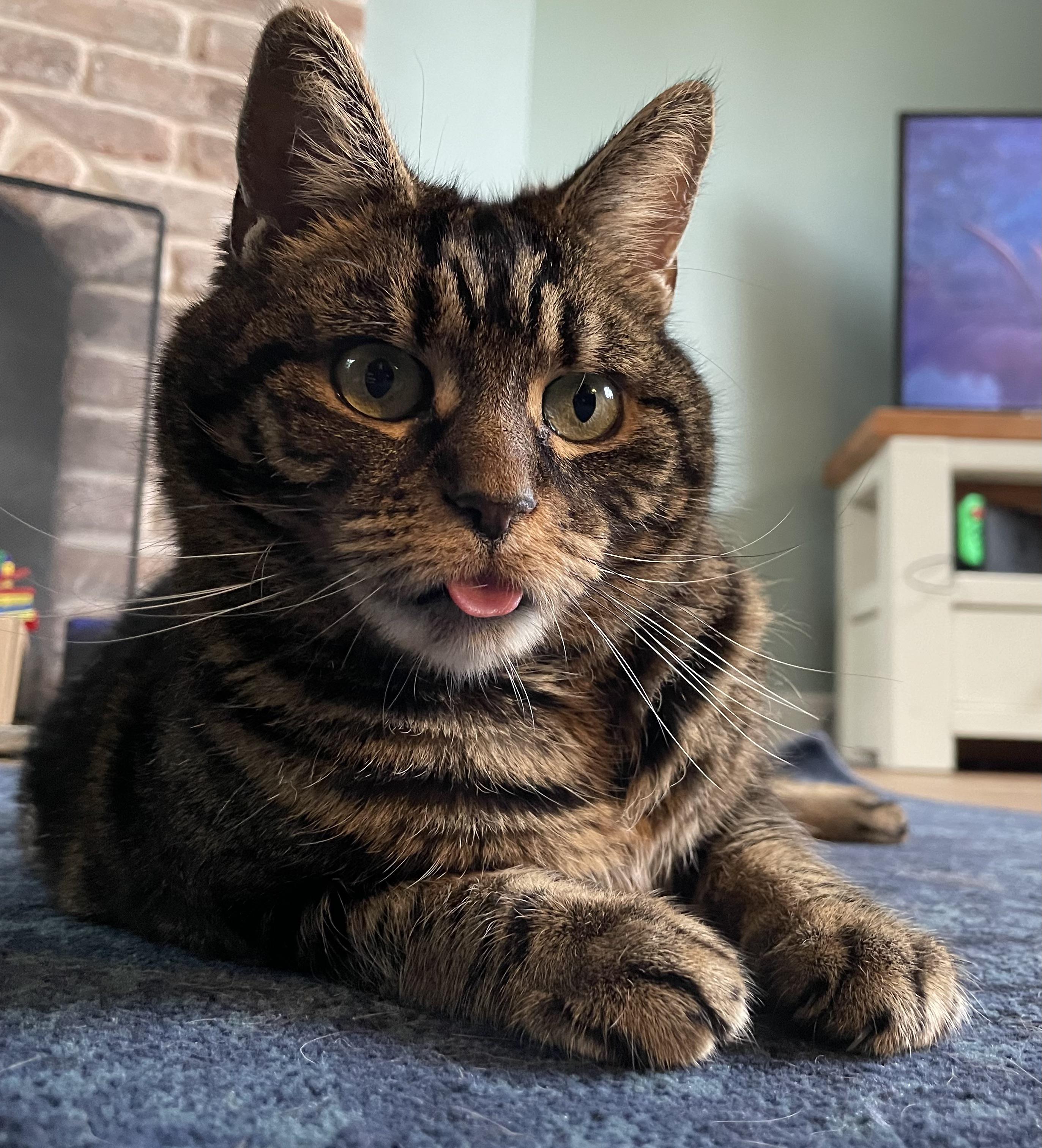 Post catnip blep | Scrolller
