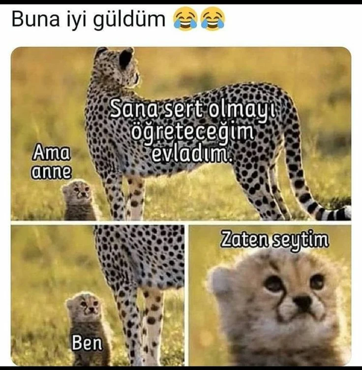 Can someone explain the joke? | Scrolller