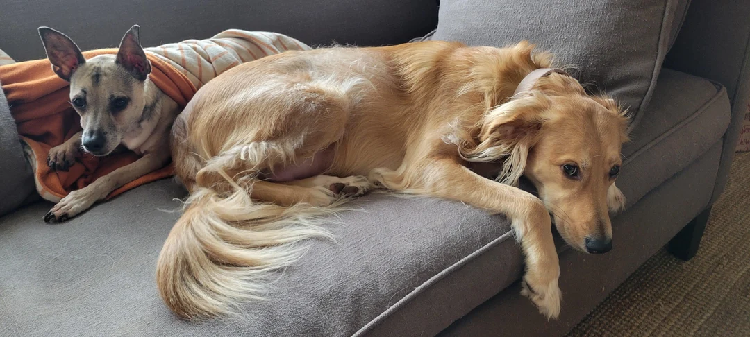 Nothing's wrong with us, just chilling on the sofa this morning | Scrolller