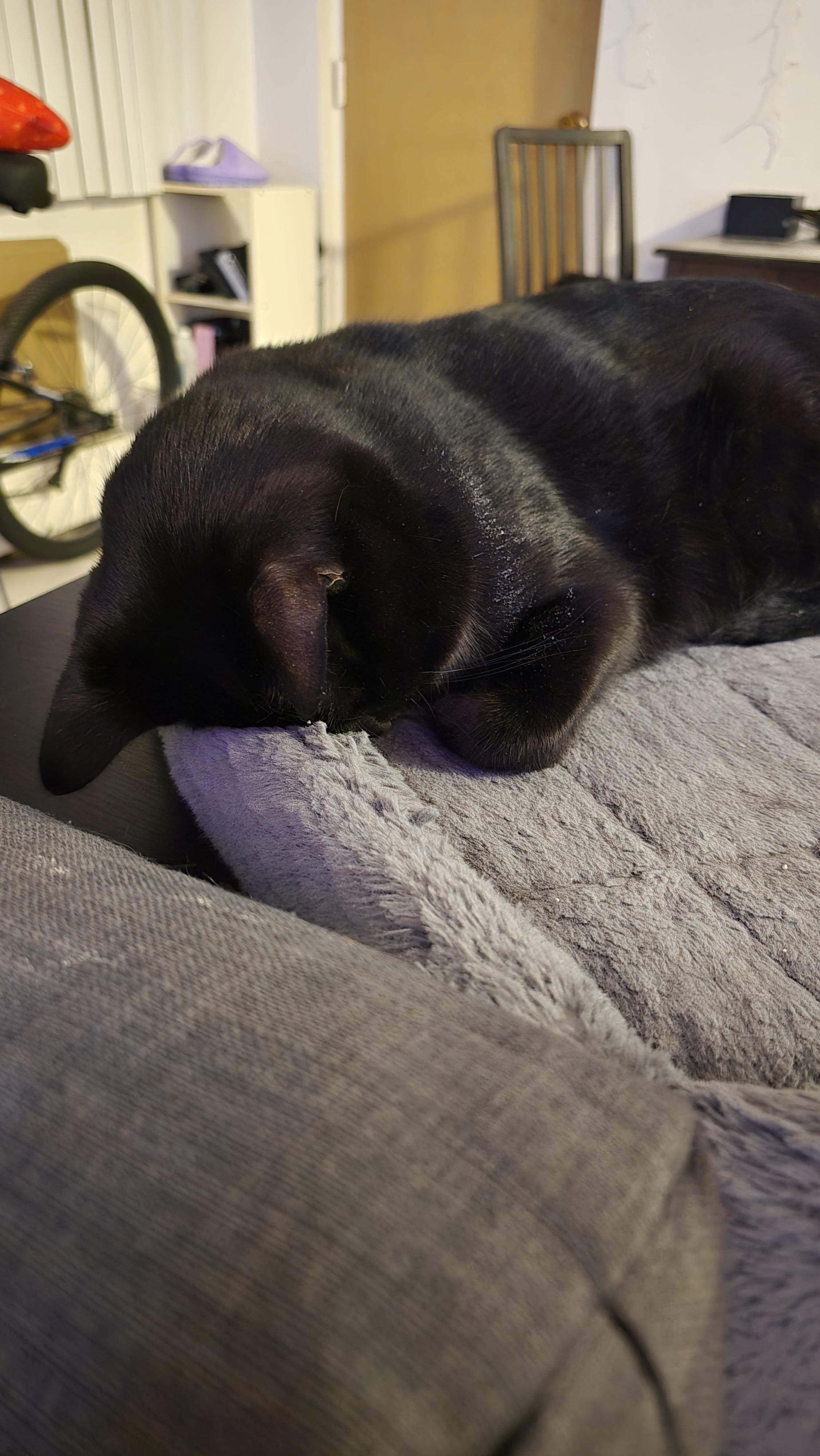 The way my cat sleeps when his nose is cold or its too bright | Scrolller