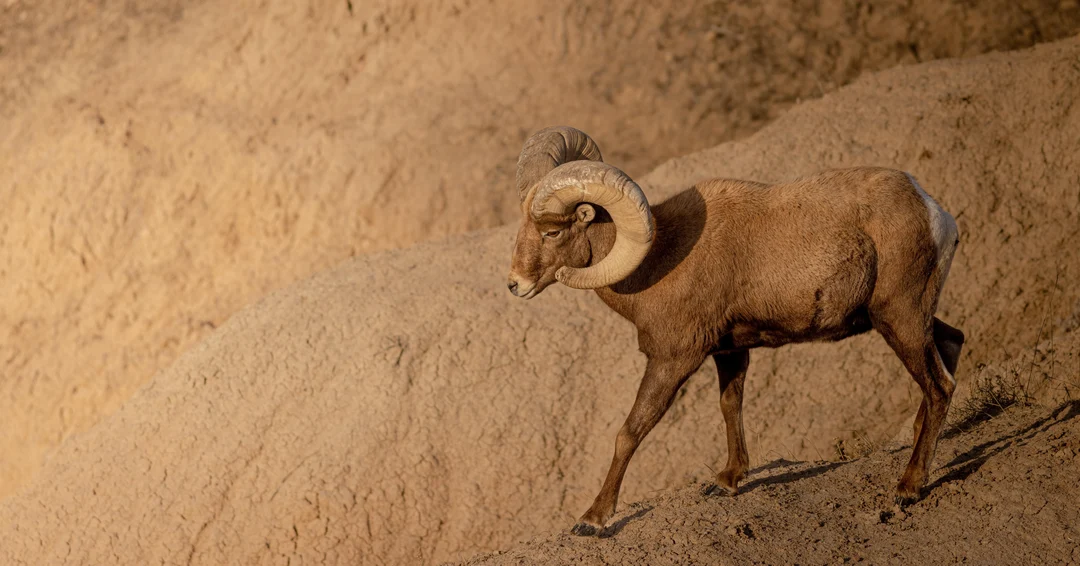 Big Horn Ram | Scrolller