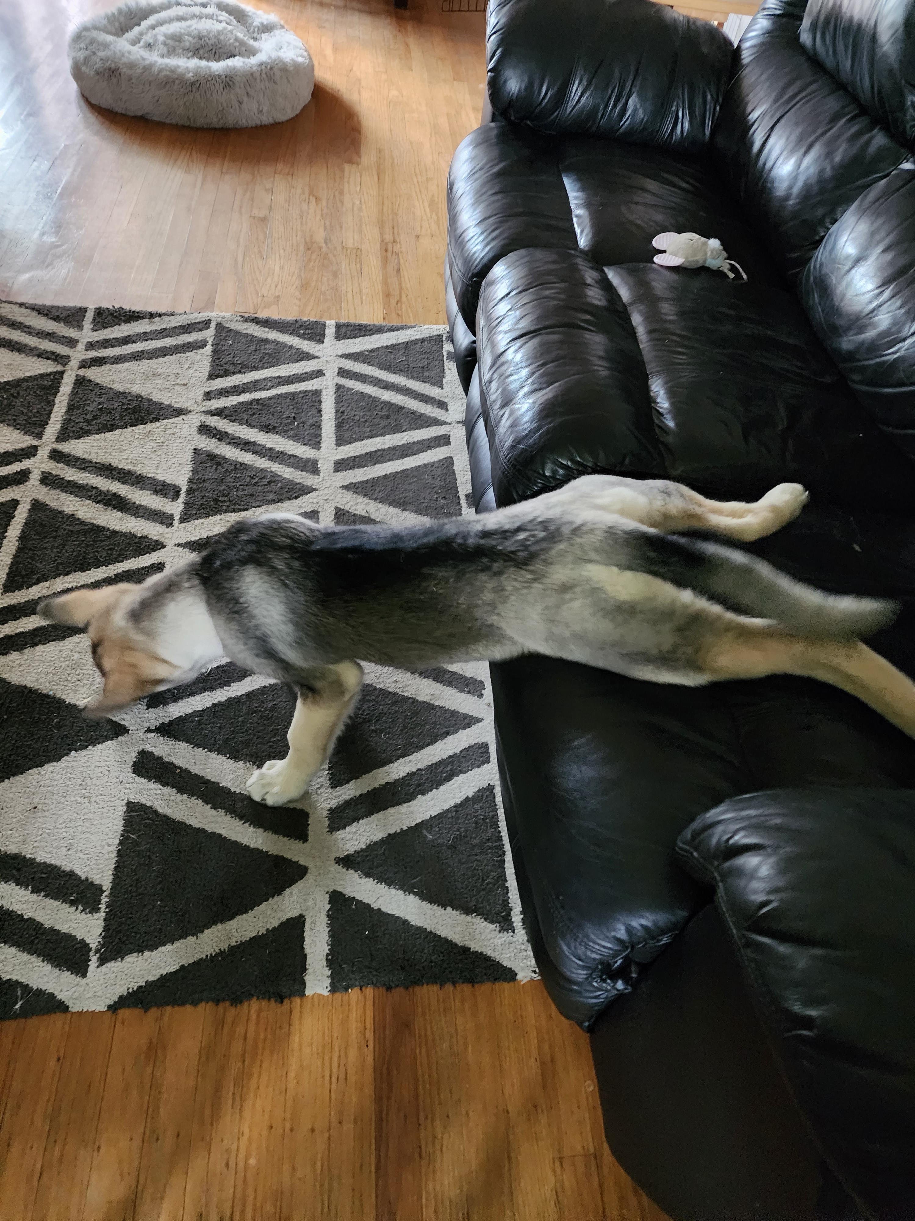 Downward Dog | Scrolller