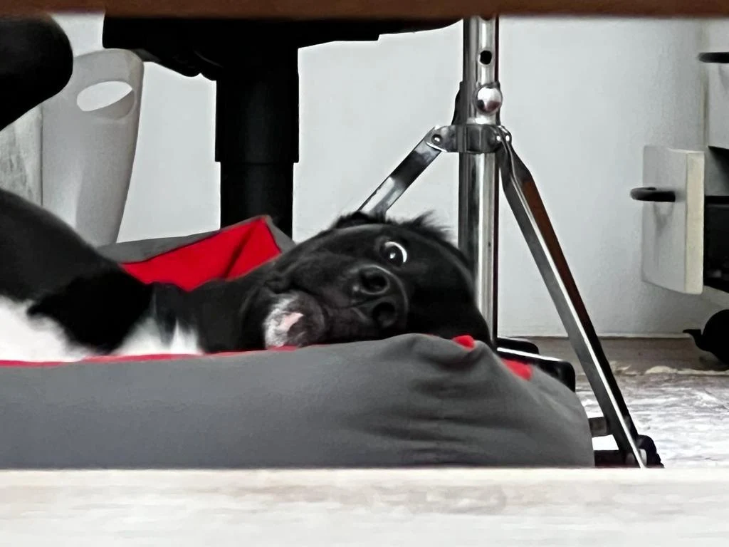 …he has a pretty intense stare | Scrolller