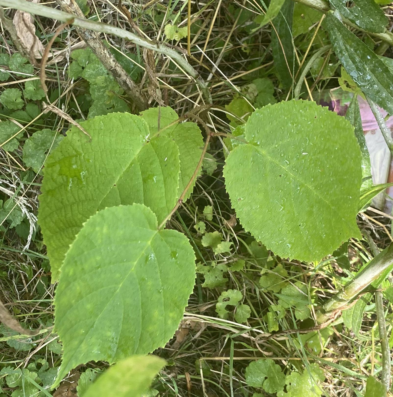Can anyone confirm if this is American Hazel? | Scrolller