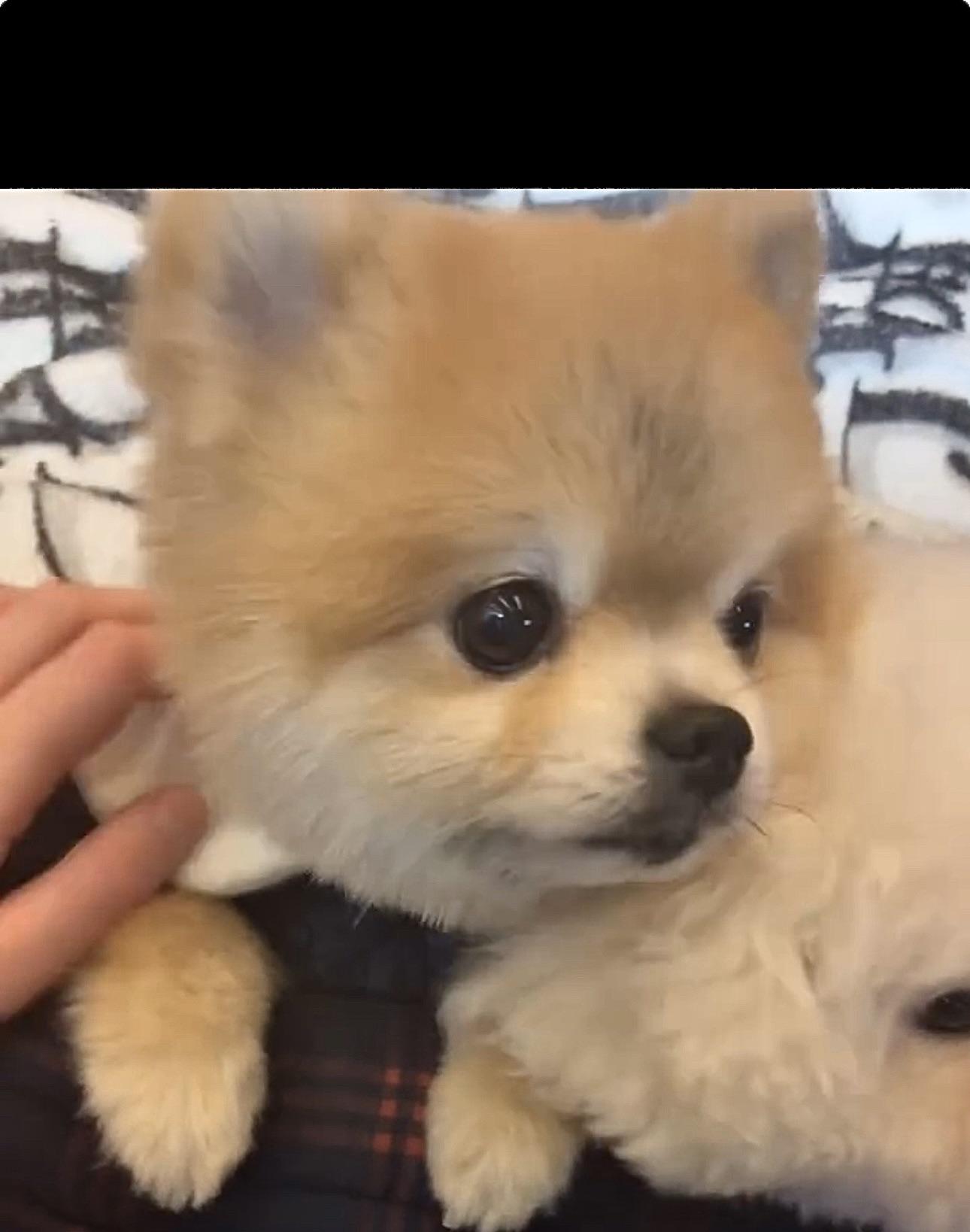 help identify this breed | Scrolller