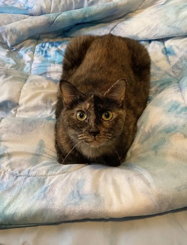 standard chocolate brown loaf | Scrolller