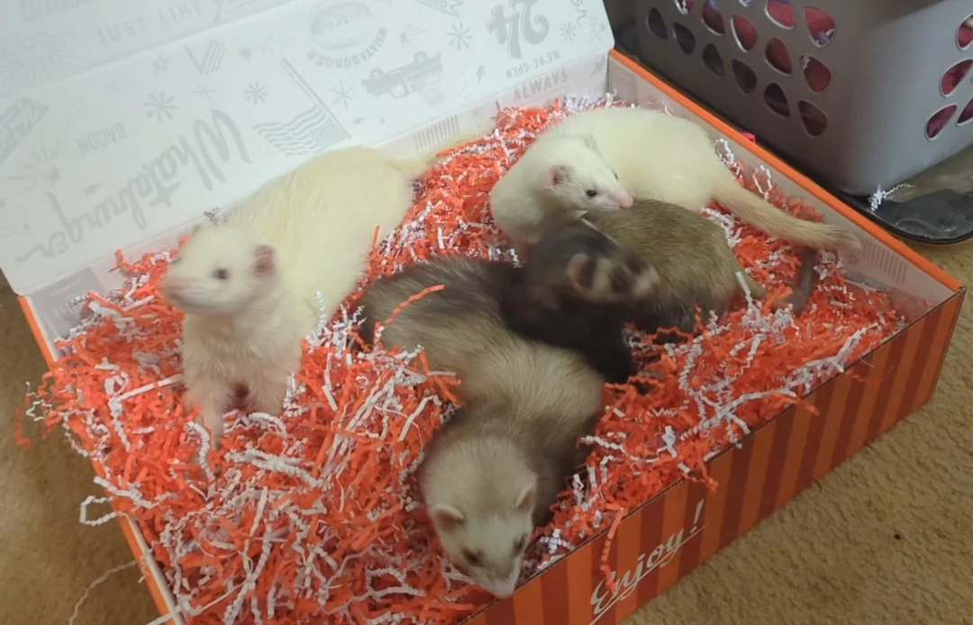 Four Ferret Tax (Finally) | Scrolller