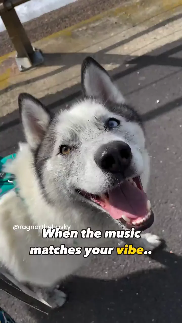 Happy husky | Scrolller