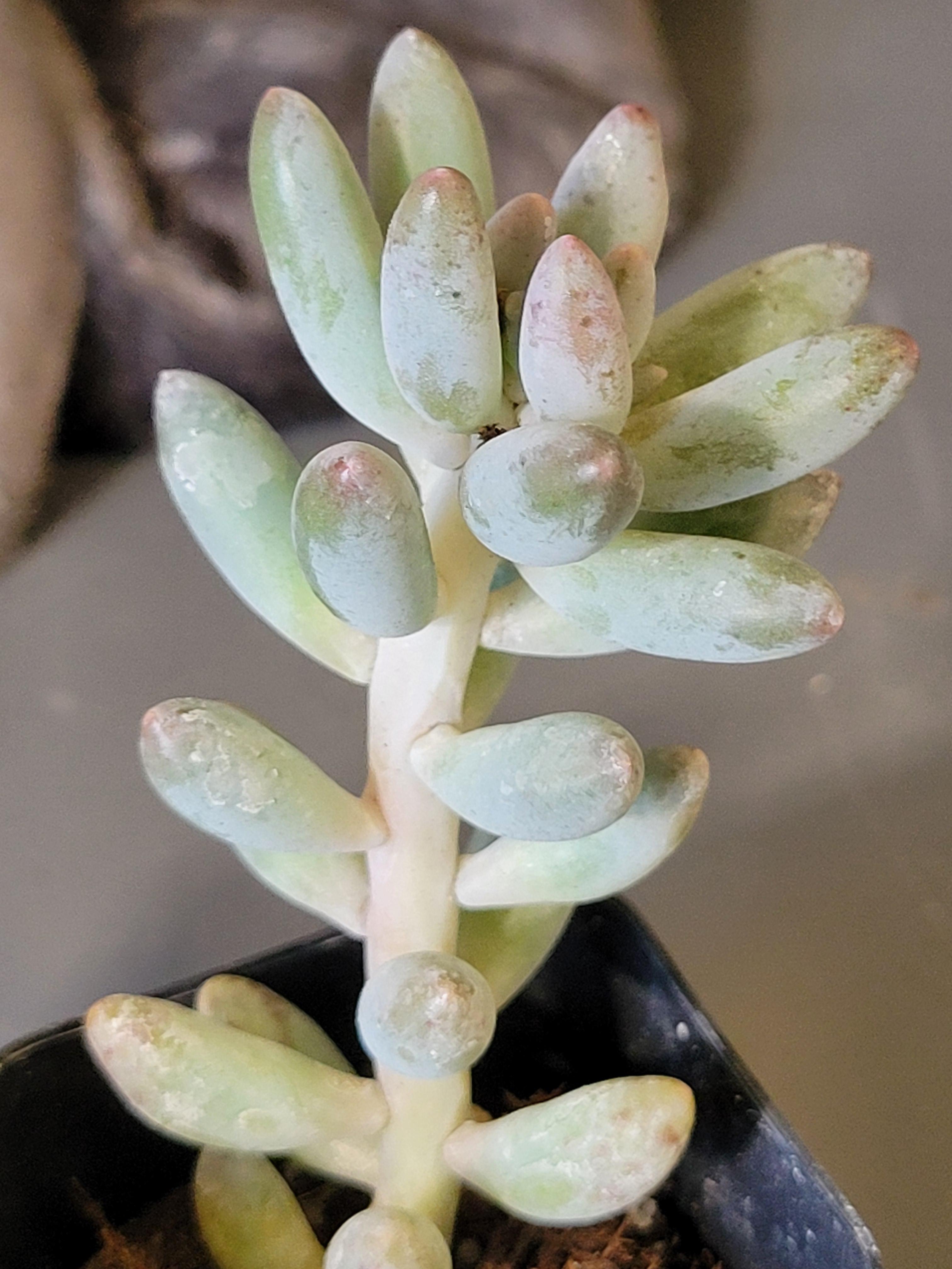 Got these sad little plants in the mail today. Is this powdery mildew ...