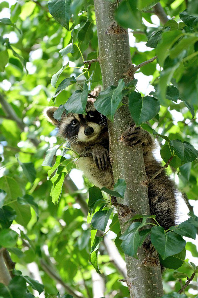 (oc) A very little visitor rested in my tree | Scrolller