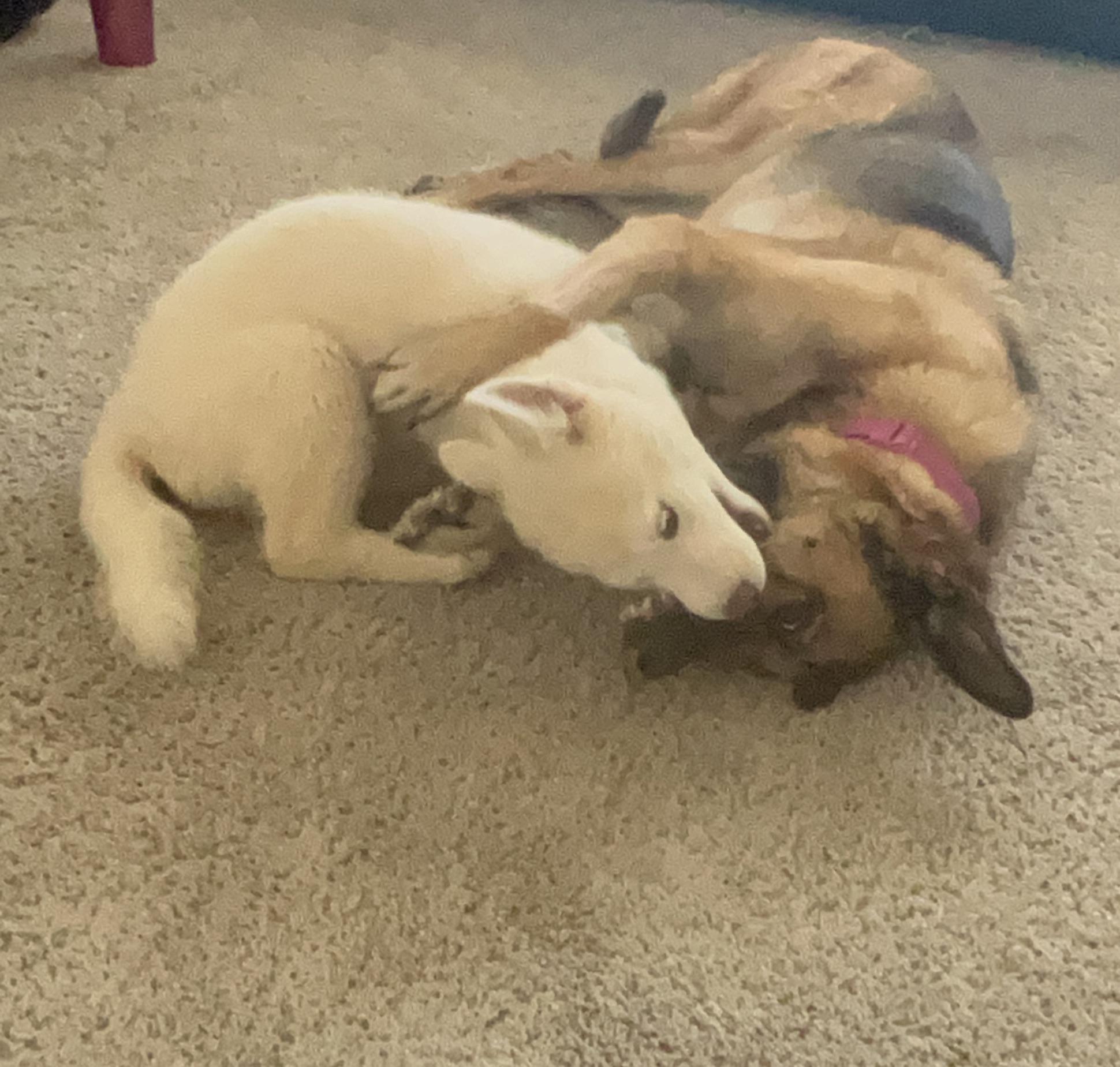 Meet Cosmo | Scrolller