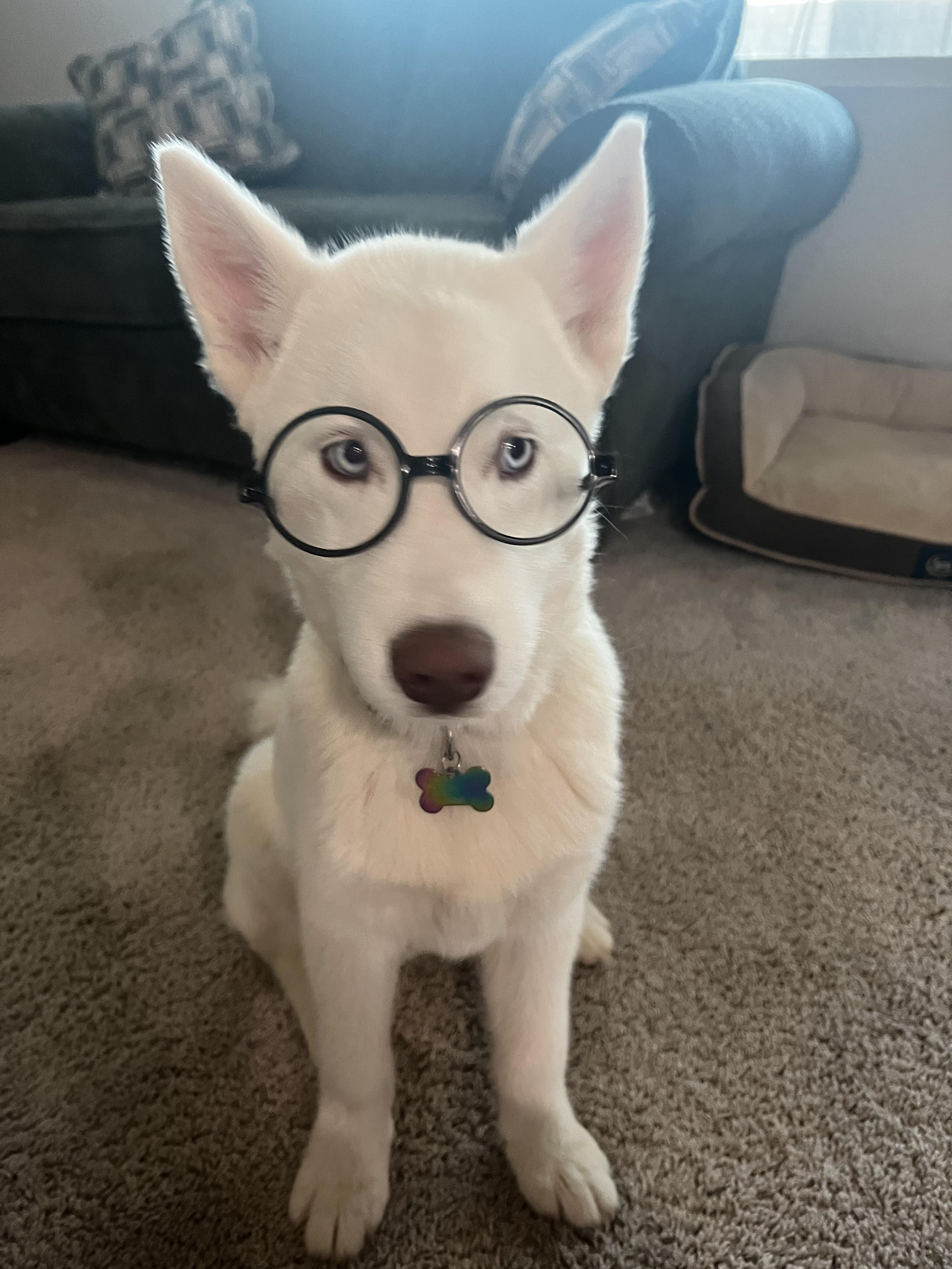 Meet Cosmo | Scrolller