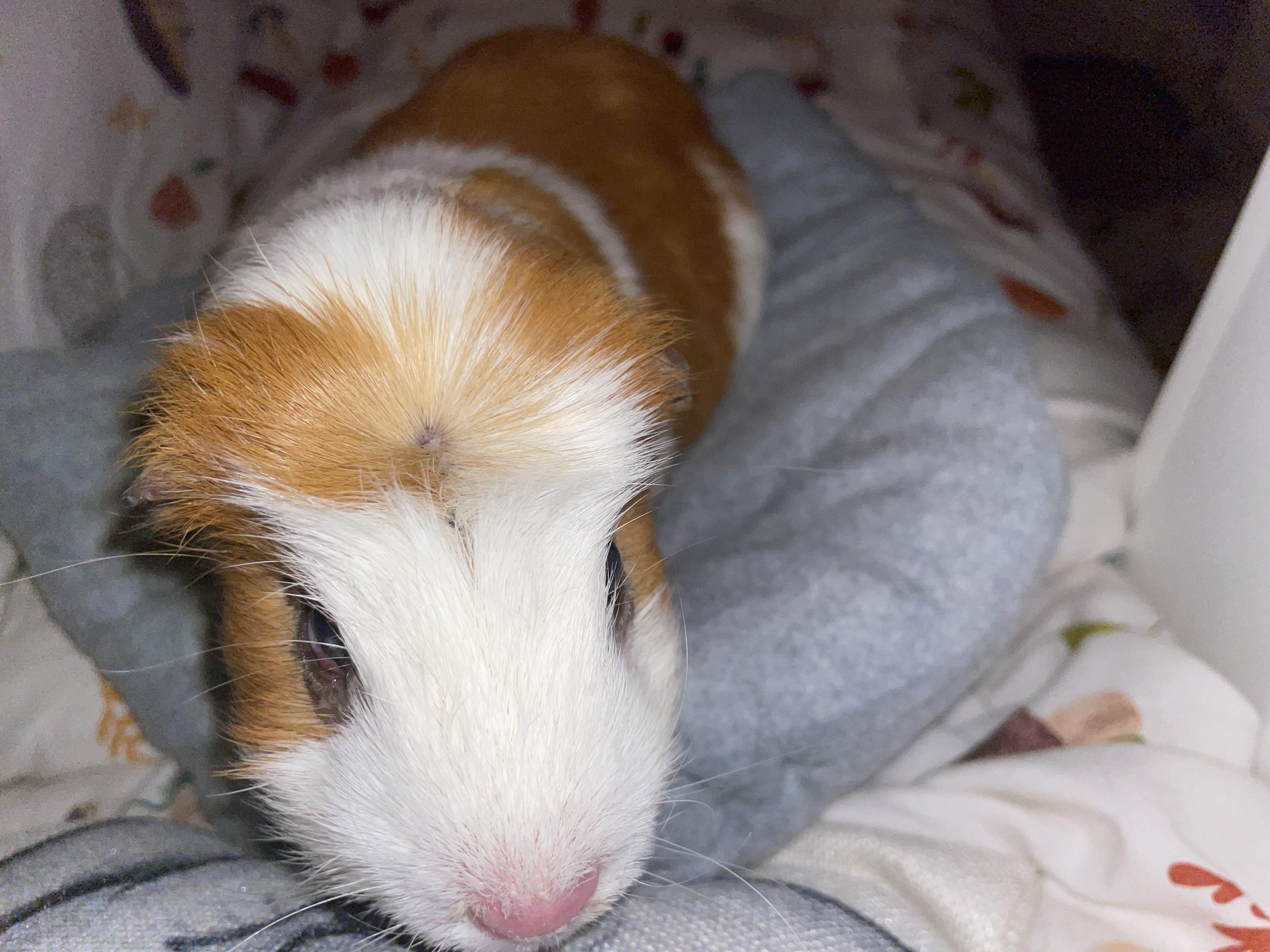 Update on Pickle | Scrolller