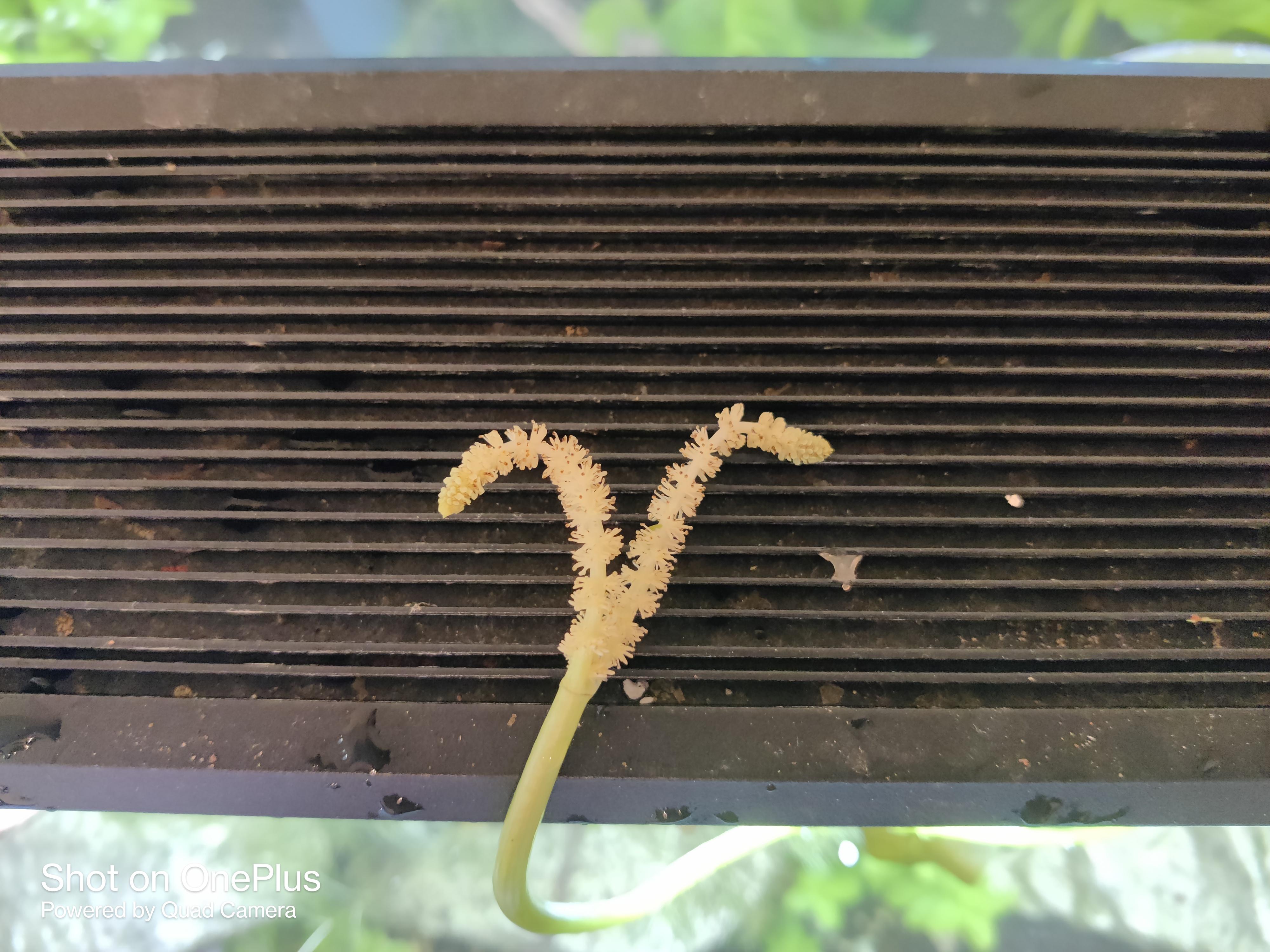 Mystery plant | Scrolller