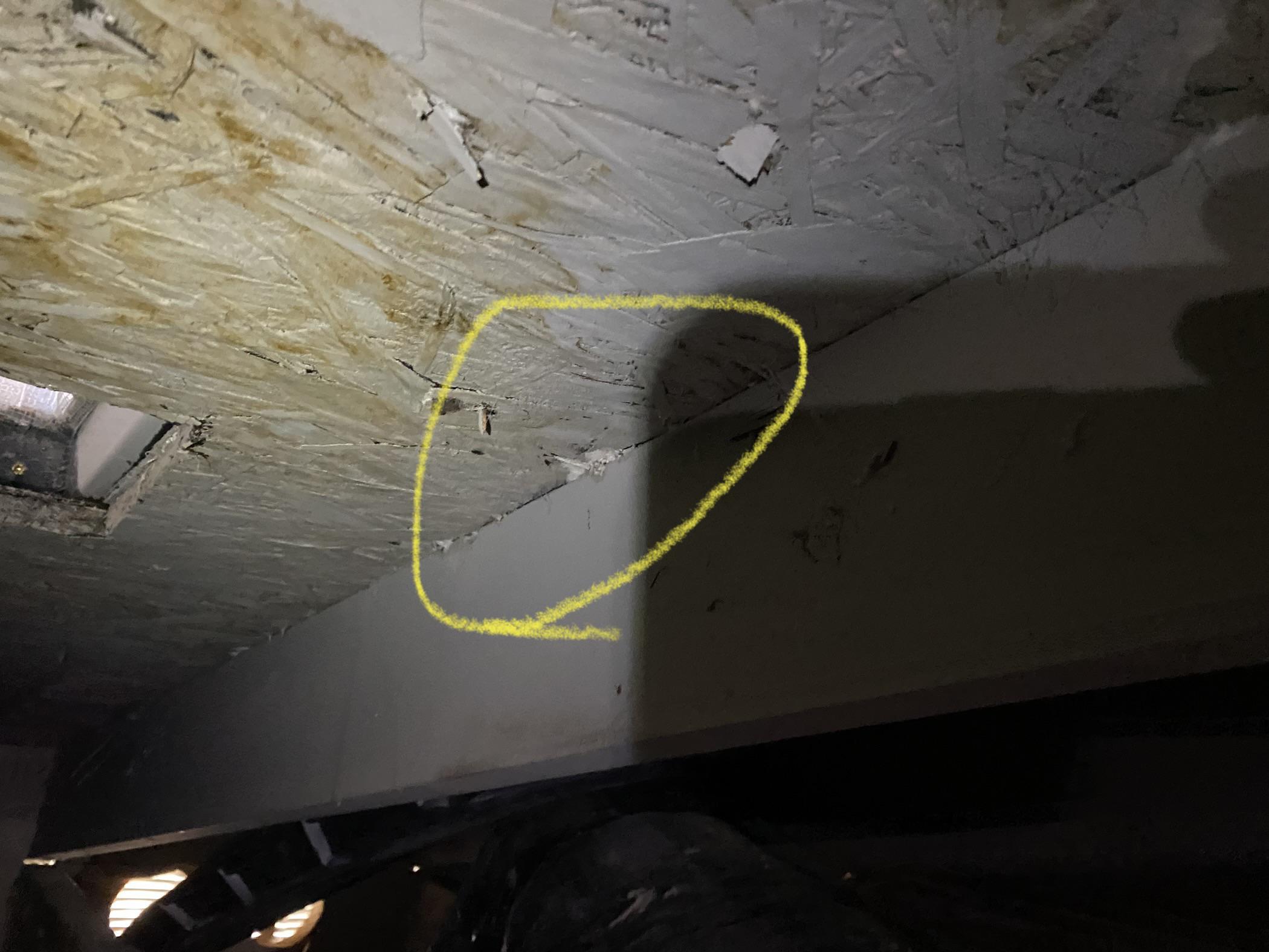 Found mold in my attic. How concerned should I be? | Scrolller