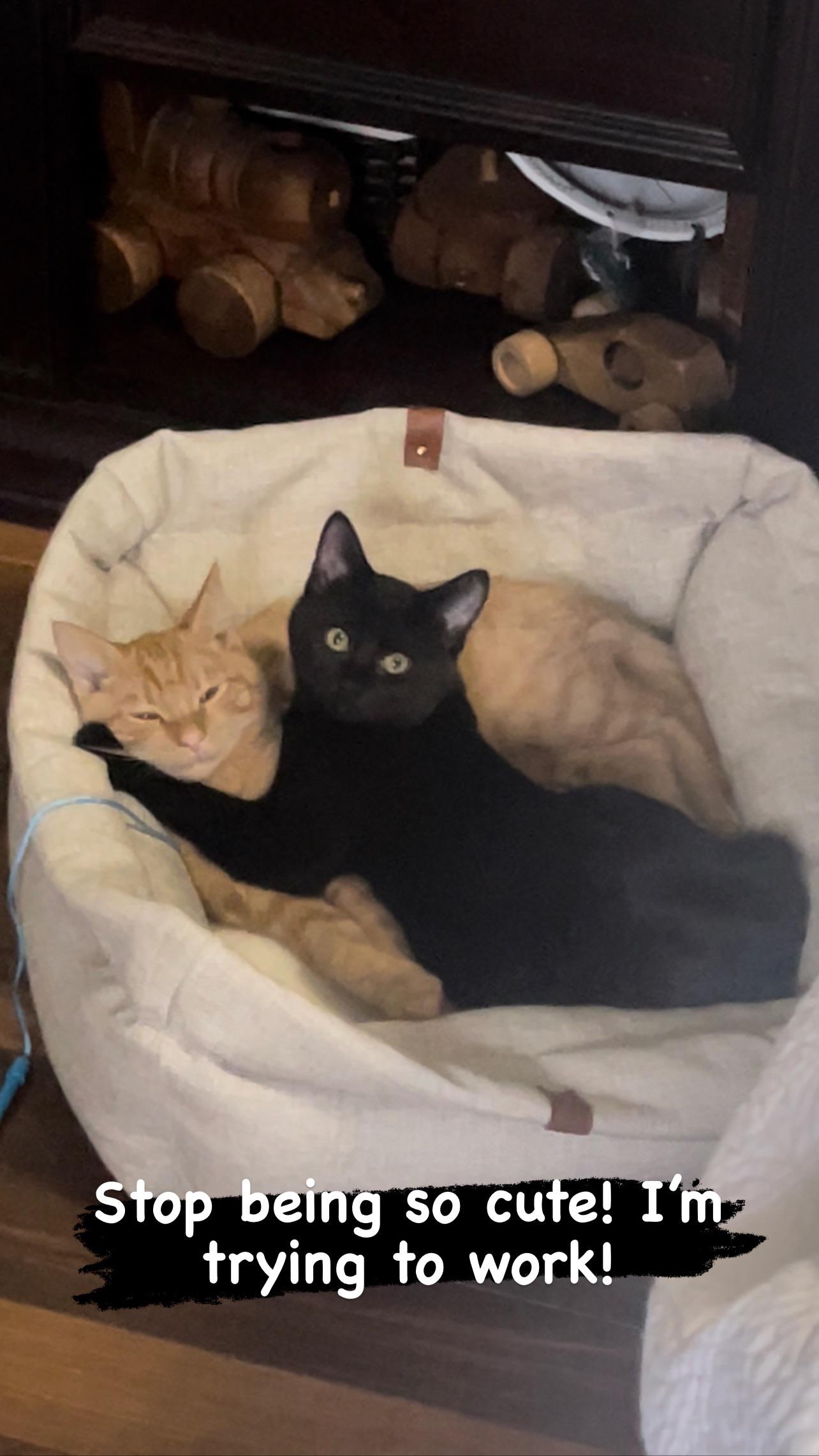 [OC] If possible, adopt a bonded pair together. | Scrolller