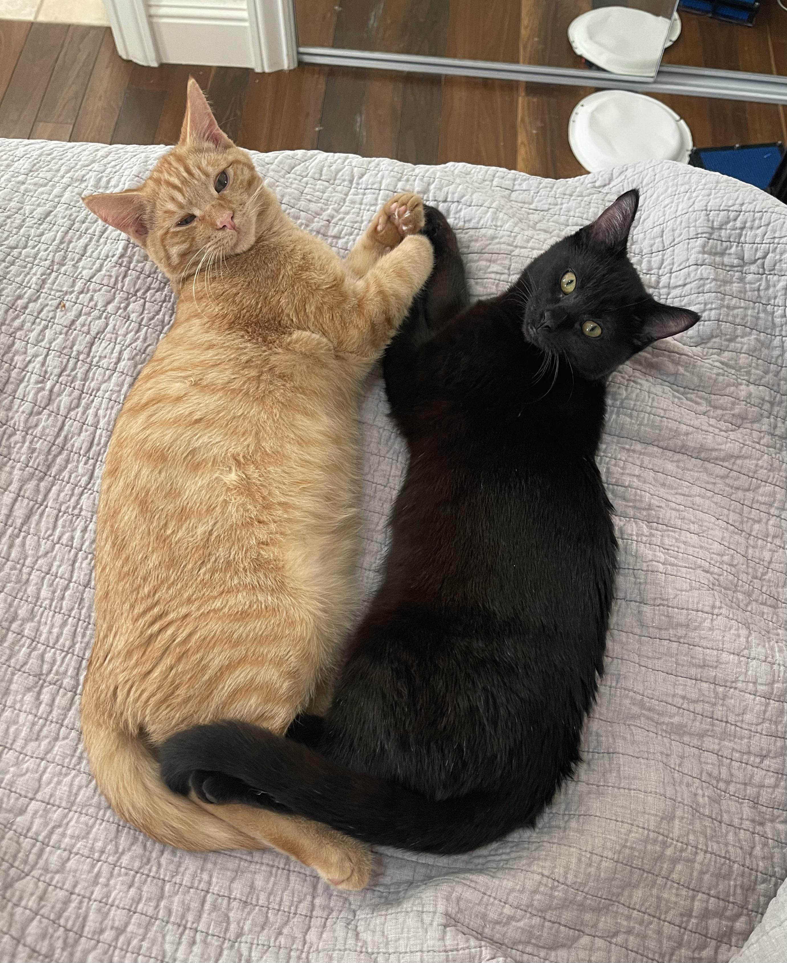 [OC] If possible, adopt a bonded pair together. | Scrolller