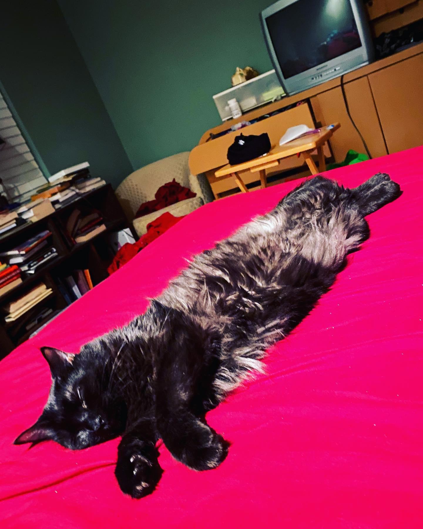 Beautiful Diamond-floof | Scrolller