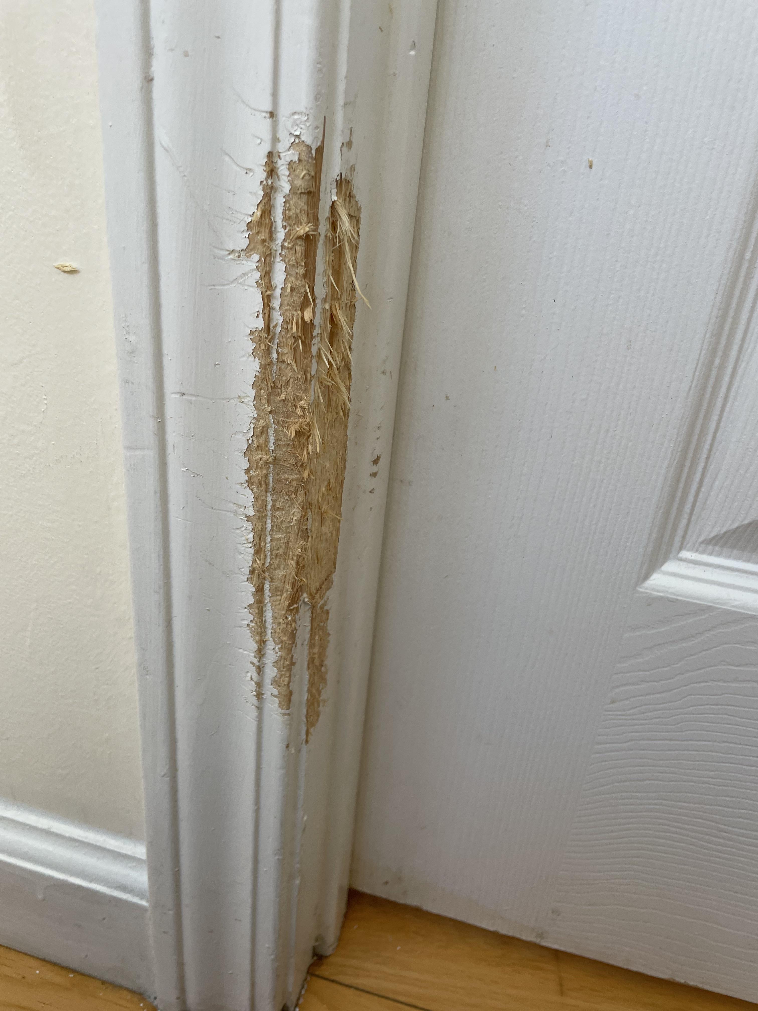 How to fix puppy-damaged doorframe? | Scrolller
