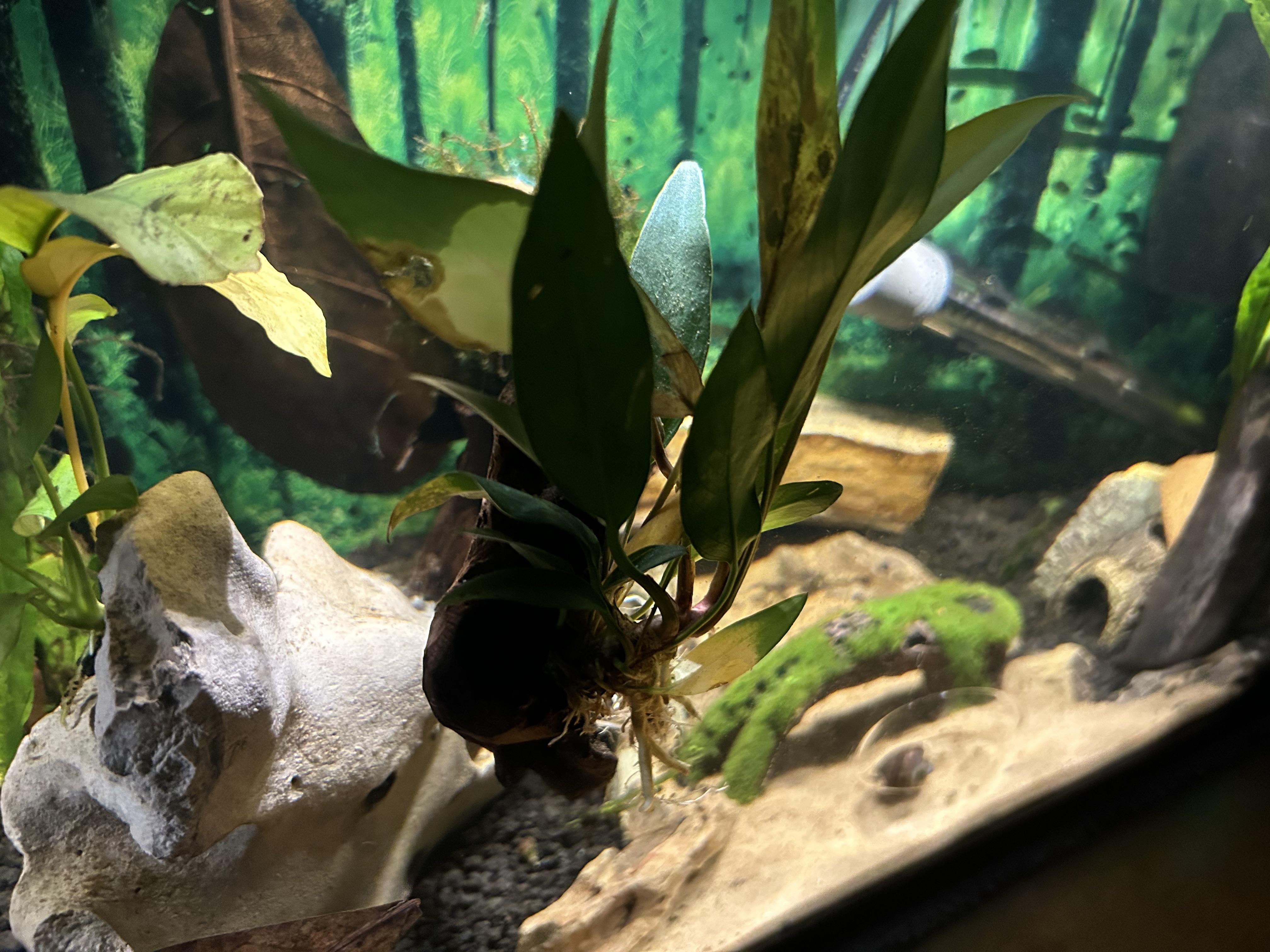 Discover more like PlantedTank: What’s wrong with my new Anubias? and Related Content | Scrolller