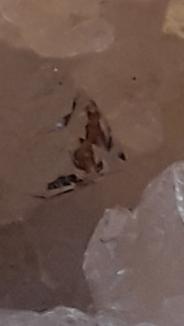 What geode is this please, in zoomed in area | Scrolller