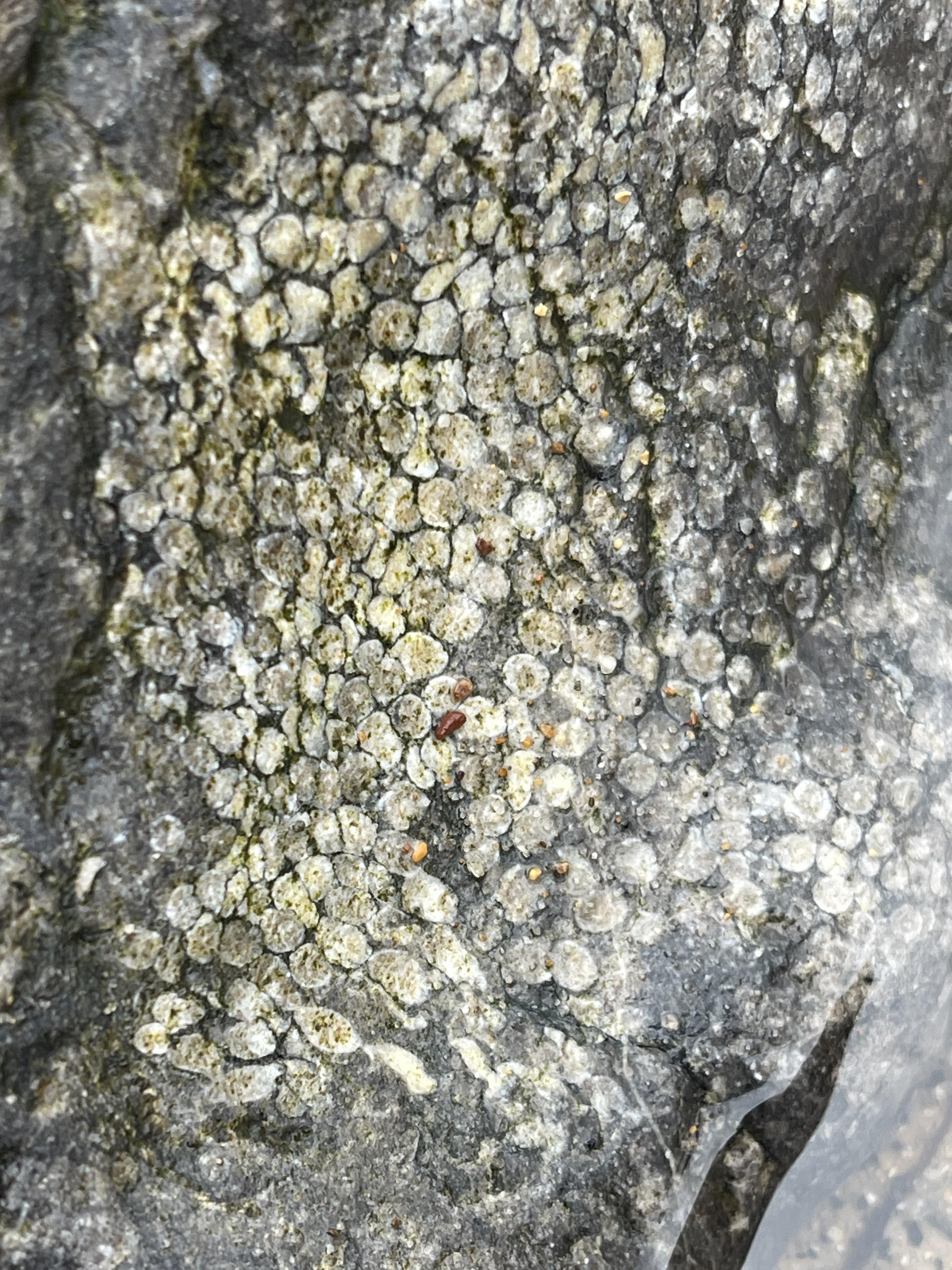 What is this pattern? | Scrolller