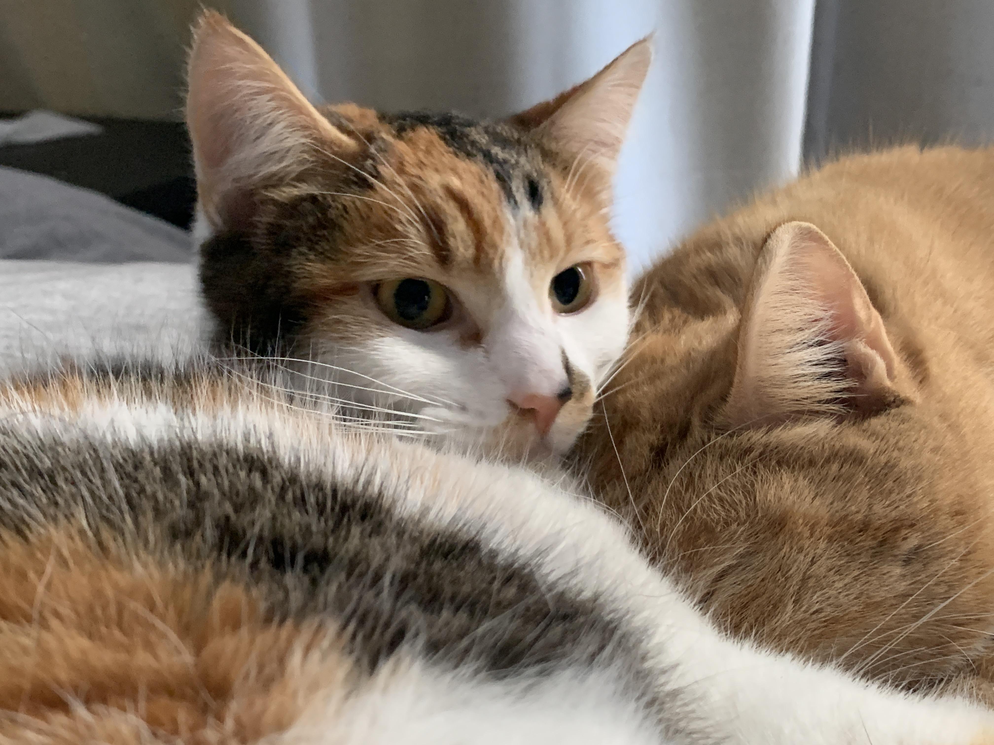 This Cute Photo Album of My Cats!!! | Scrolller