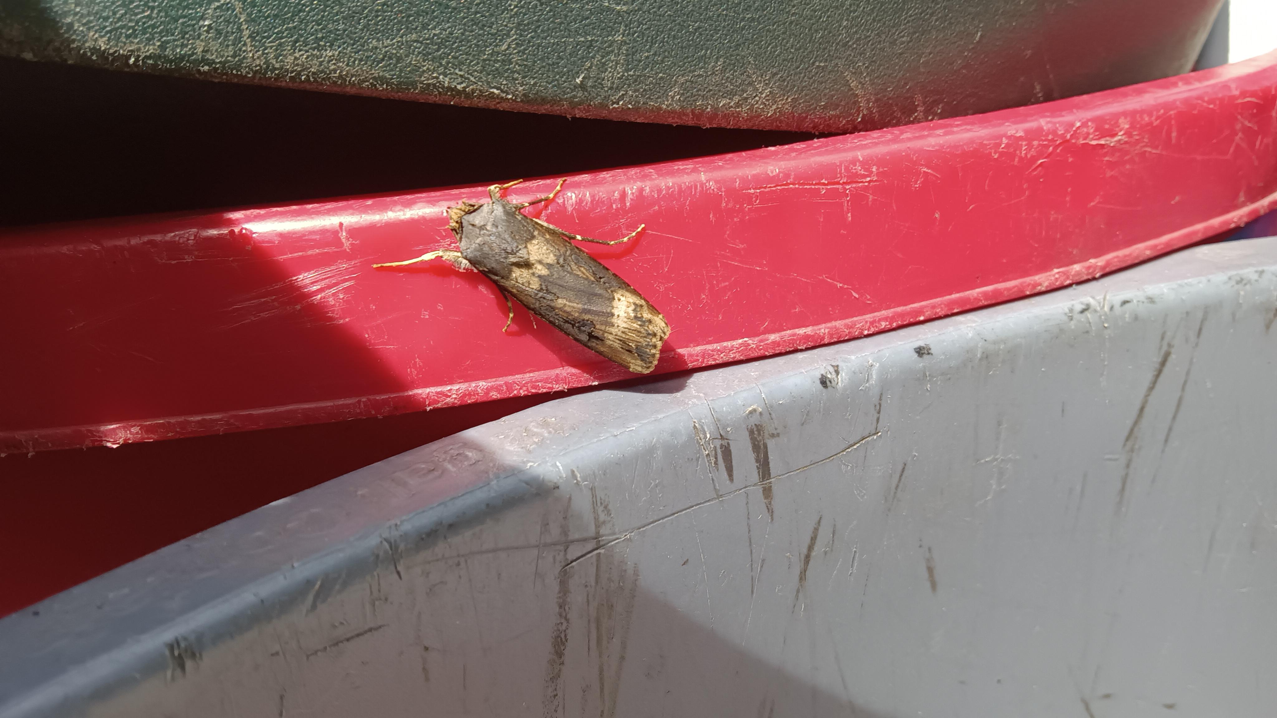 Help with an ID stick like flying insect Brooklyn New York | Scrolller