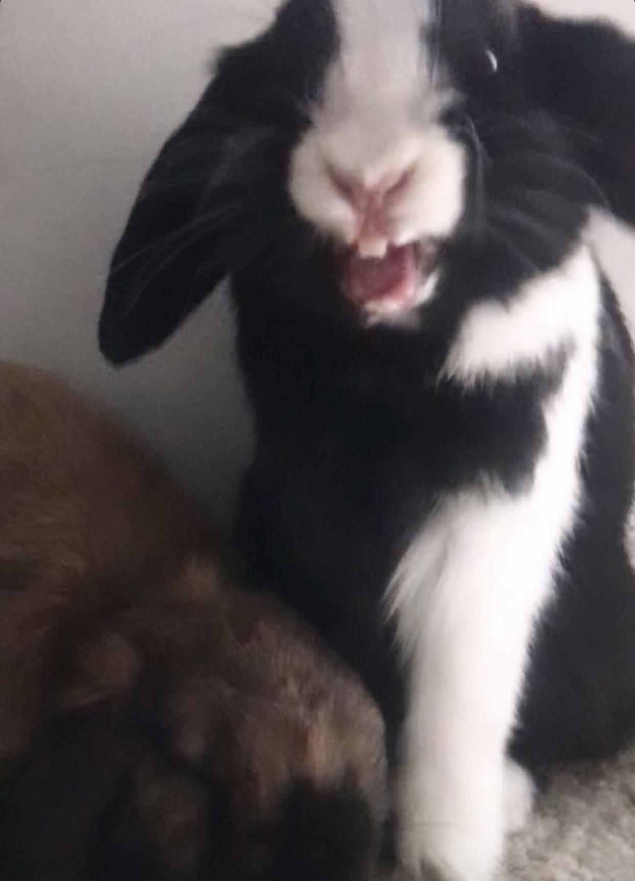 Bunny yawn appreciation post 🥹😂 ️ | Scrolller