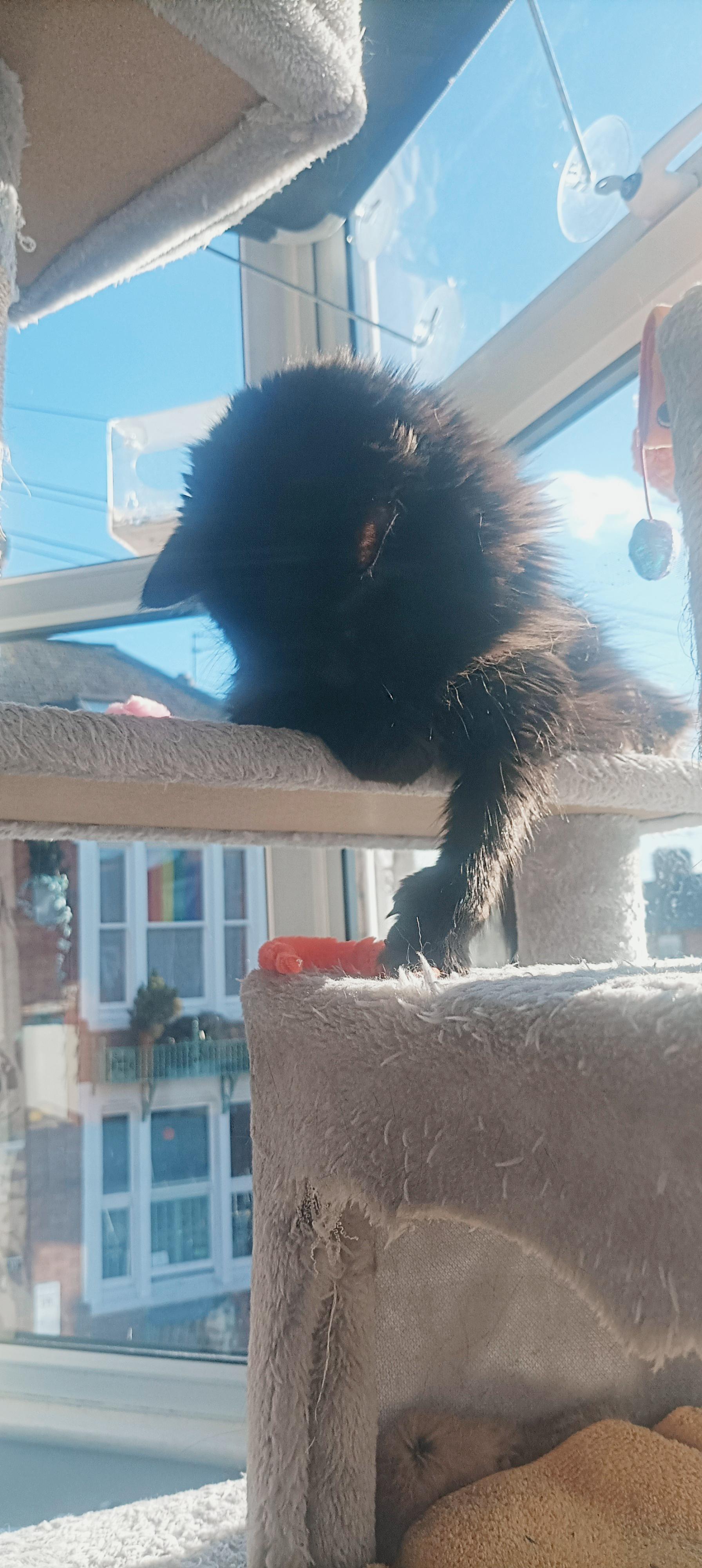 From snow to sun, Sylvie fluffball has the best perch around. 🥰 (oc) | Scrolller